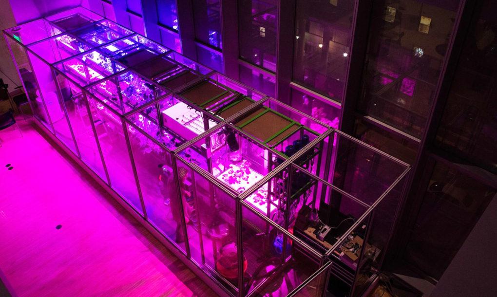 Inženýři MIT vyvinuli „počítače na jídlo“ pro pěstování plodin kdekoliv ...