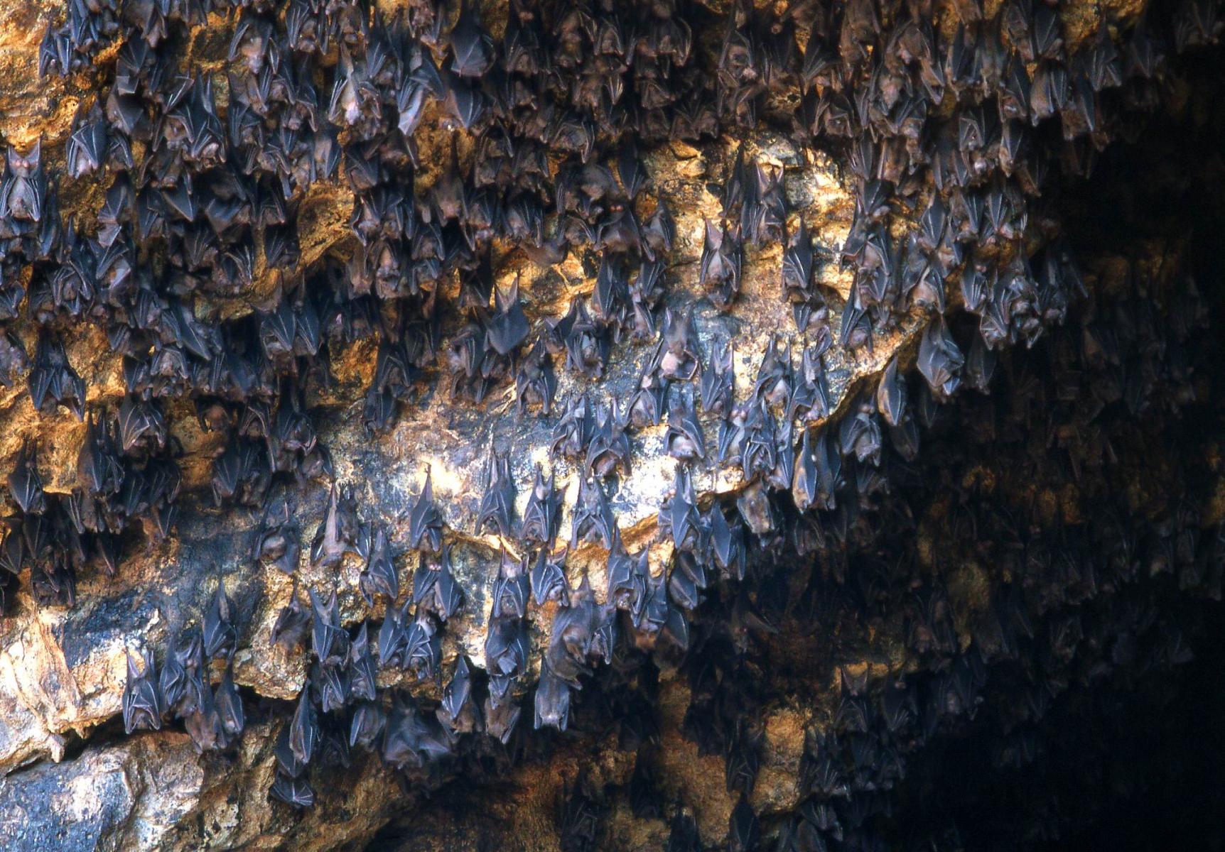 Létající lišky Starého světa: Kaloni, exotičtí bratranci netopýrů | 100 ...