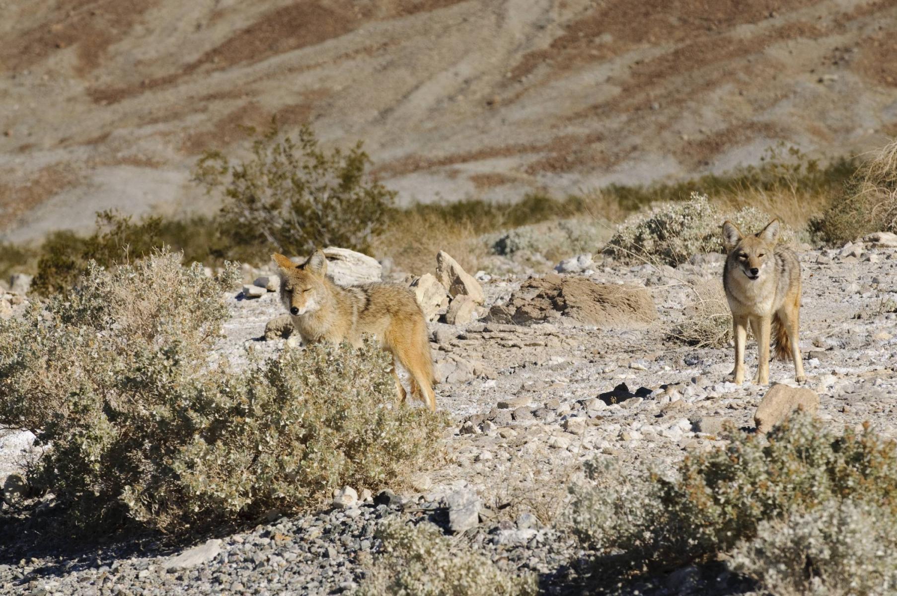 Kojot prériový: Mistr v přežití a šibal indiánských mýtů | 100+1 ...