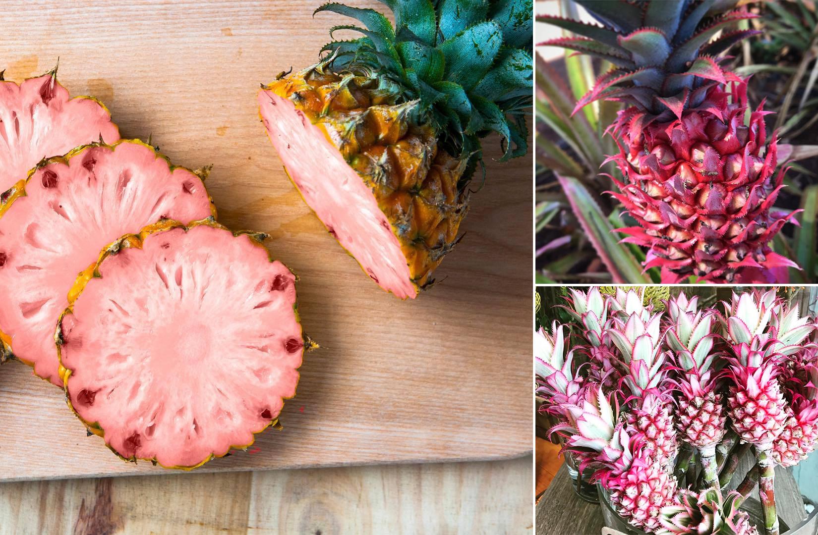 Geneticky modifikované růžové ananasy míří na prodejní pulty | 100+1 ...