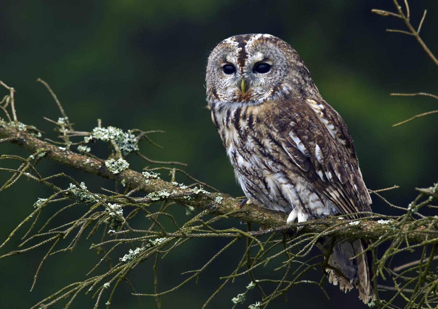 Puštíci přebarvení globálním oteplením: Ofenziva „rezavých“ sov | 100+1 ...
