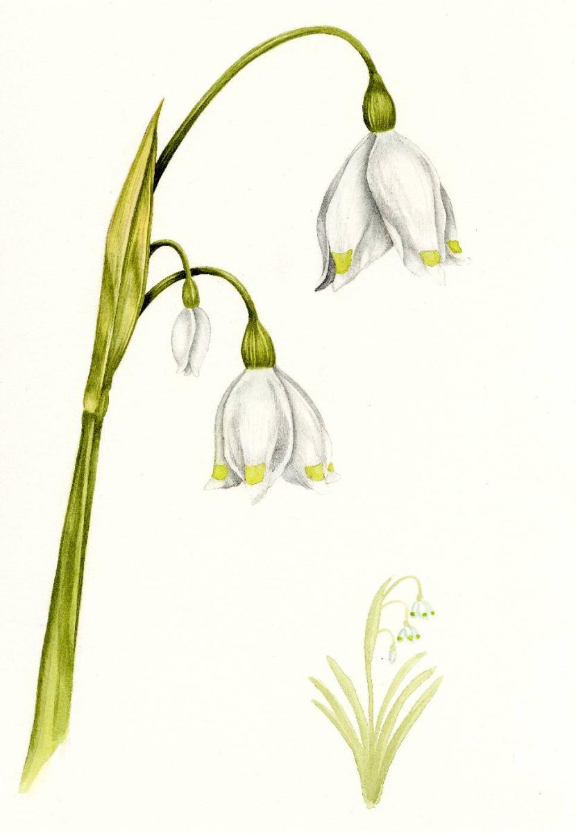 Léčivé bledule: Druhý posel jara | 100+1 zahraniční zajímavost