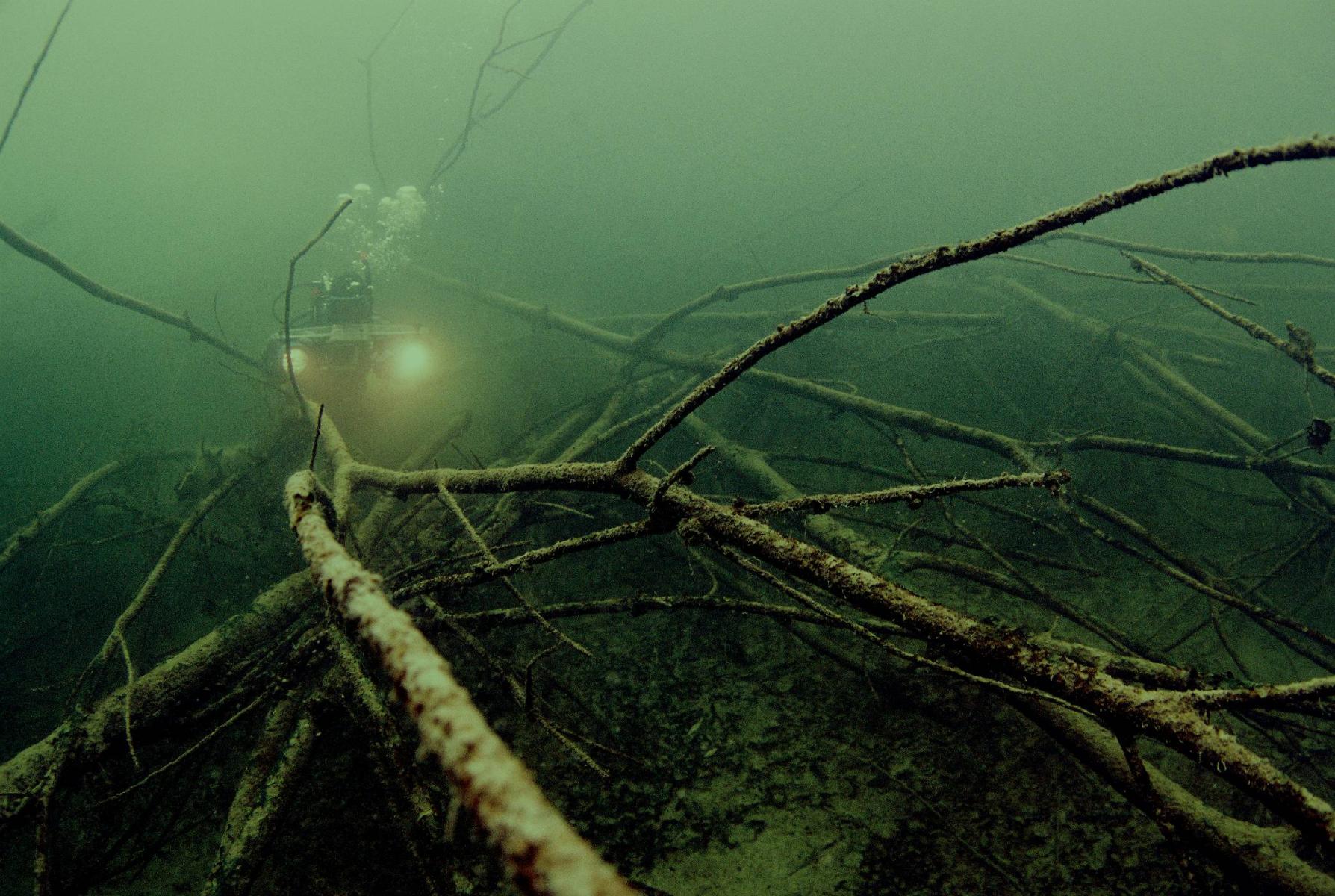 Vnitrozemská delta Dunaje: Zanikající vodní svět u Bratislavy | 100+1 ...