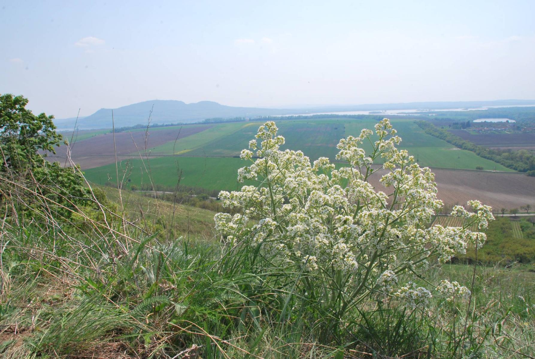 Běžci z východních stepí: Keře, které se pohybují | 100+1 zahraniční ...
