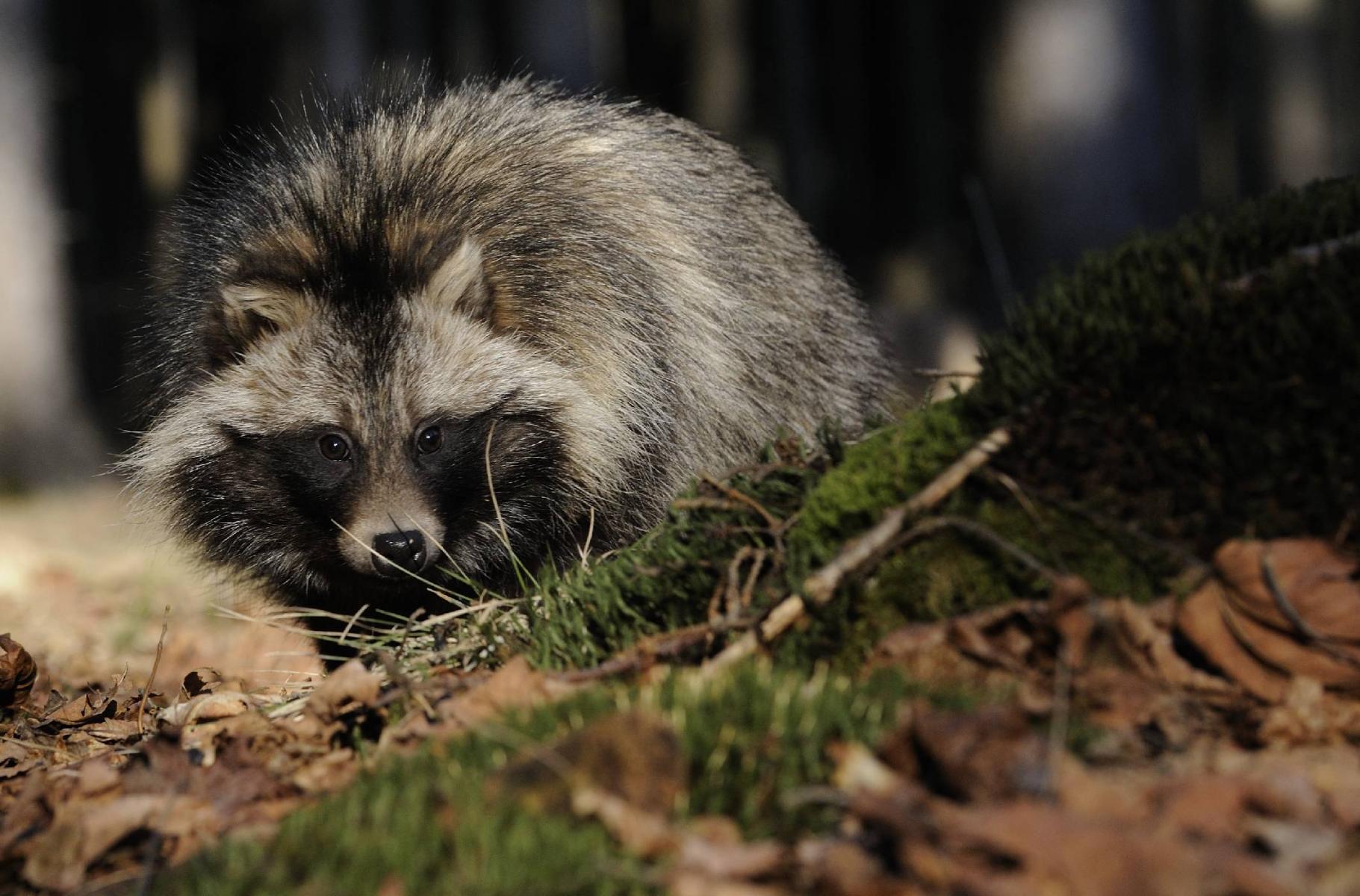 Psík mývalovitý: Roztomilý vetřelec z Asie i všežravá pohroma | 100+1 ...