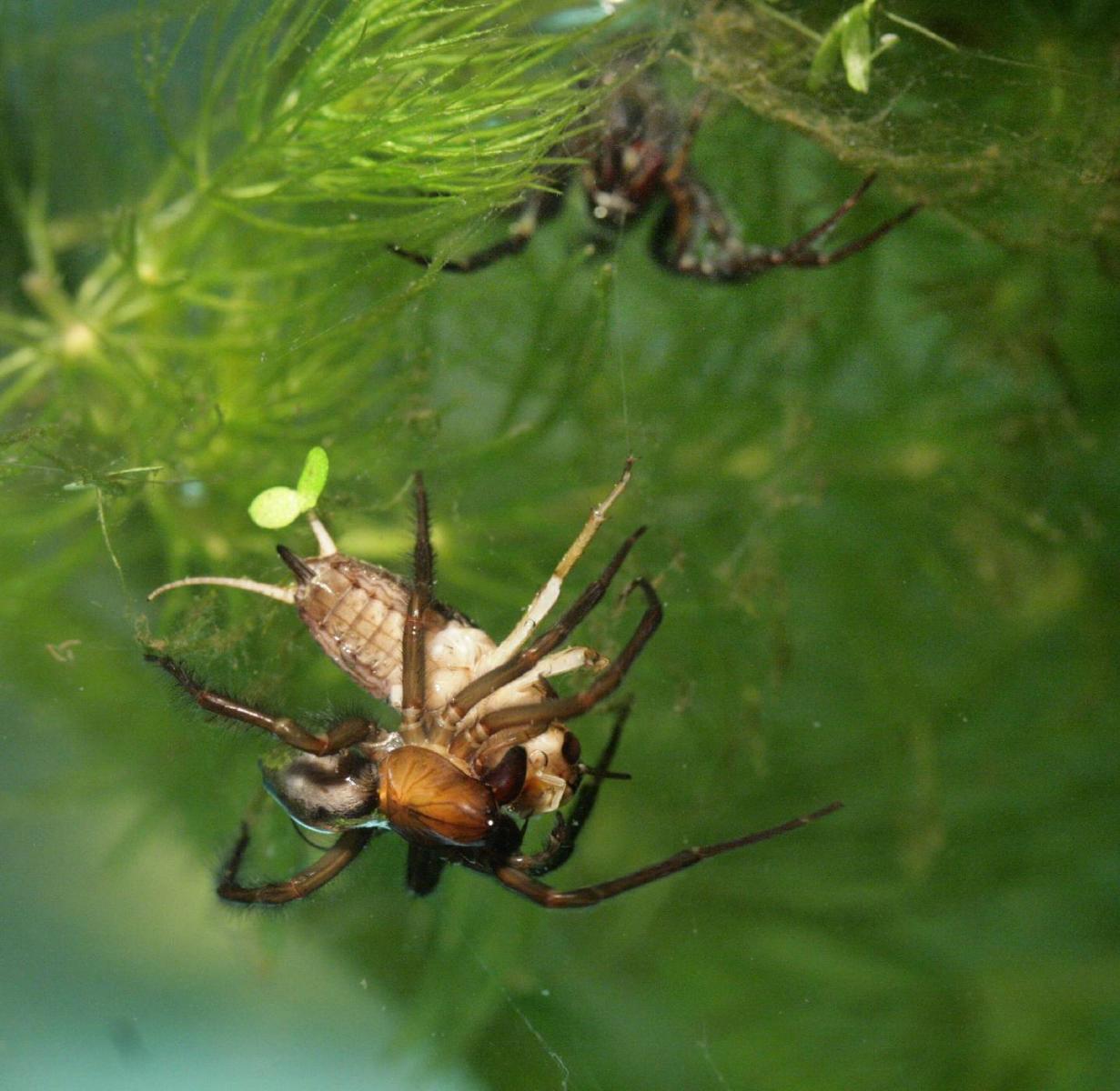 Osminohý potápěč: Vodouch stříbřitý je jediným pavoukem žijícím pod ...
