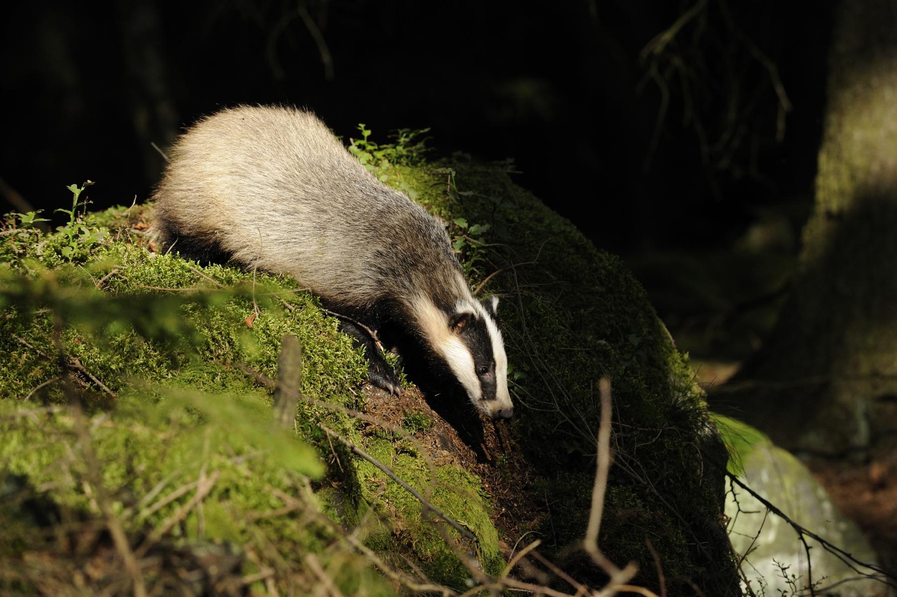 Ostražitý jezevec lesní: Pán podzemních hradů | 100+1 zahraniční zajímavost