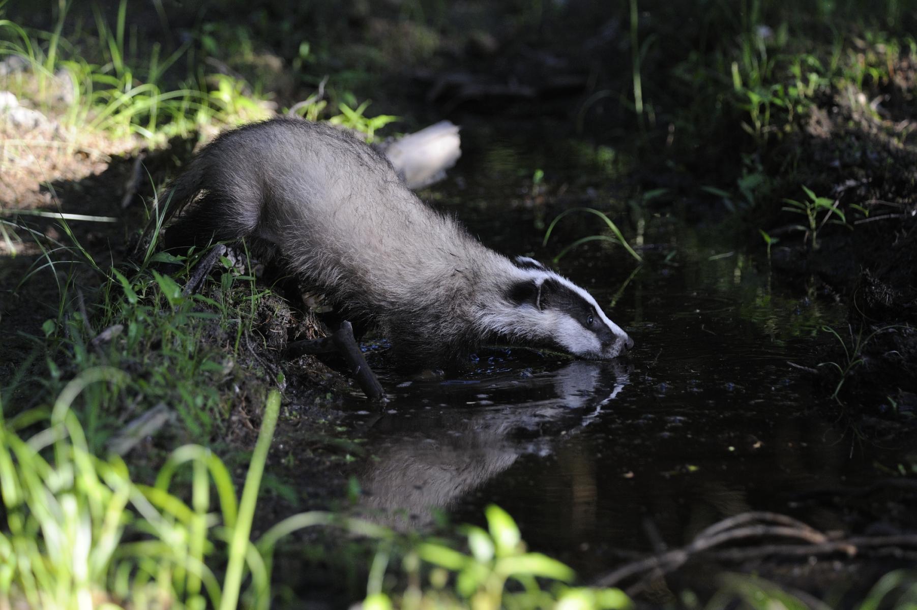 Ostražitý jezevec lesní: Pán podzemních hradů | 100+1 zahraniční zajímavost