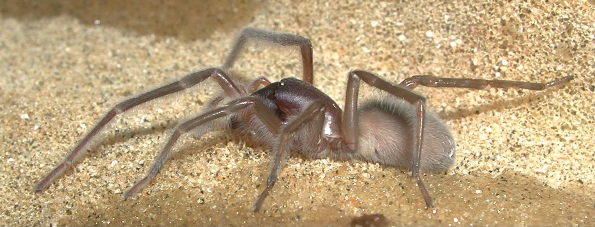 Nově popsaná solifuga z tropické Austrálie nese jméno Boba Marleyho ...