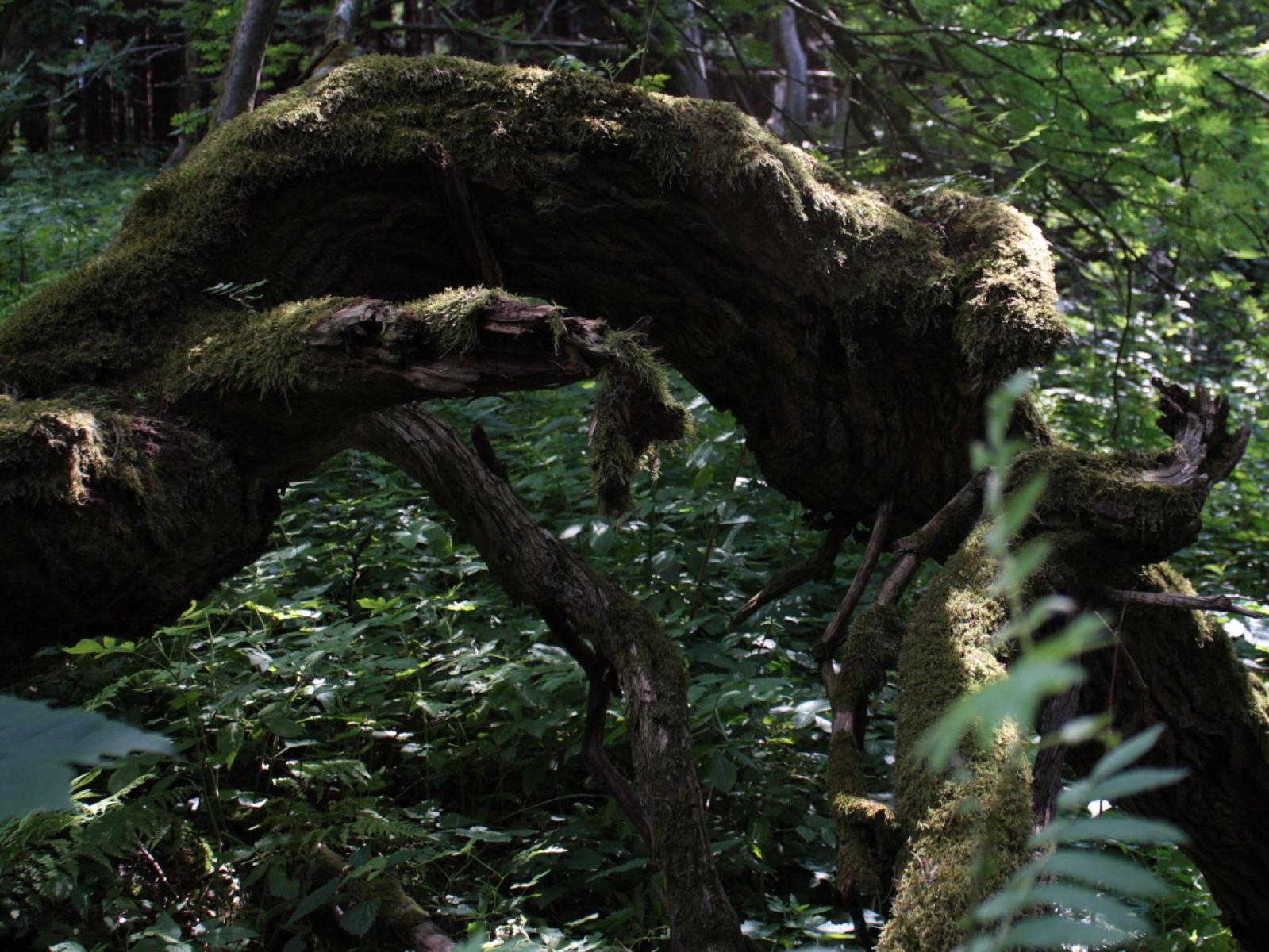 Čekání na Nový prales: Jako dárek můžete někomu věnovat kus pralesa ...