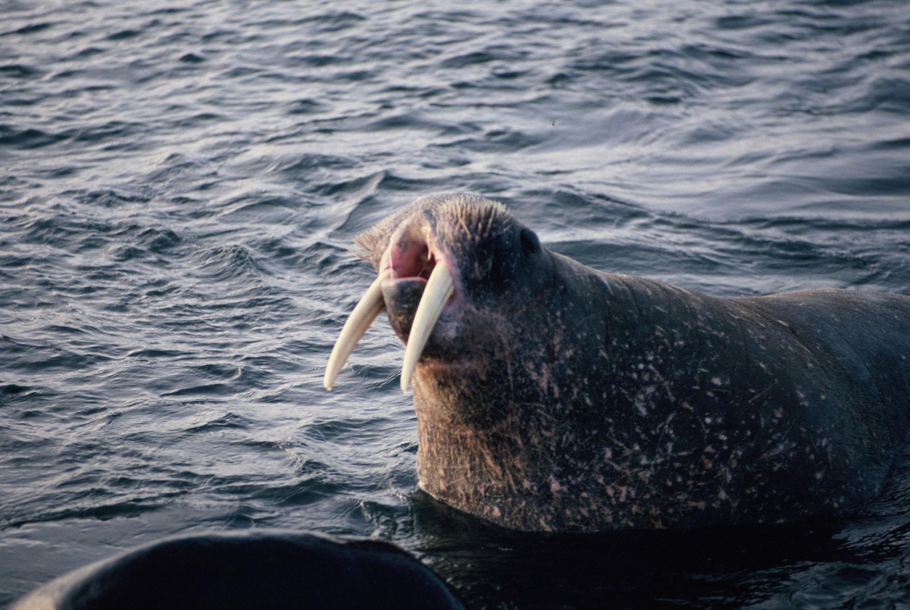 Arktičtí mroži lední: Mrazivá setkání s arktickými slony | 100+1 ...