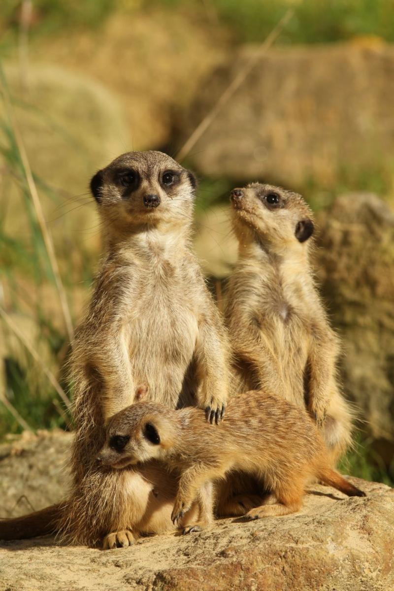 Omezená nabídka surikatí seznamky: S příbuznými raději ne! | 100+1 ...