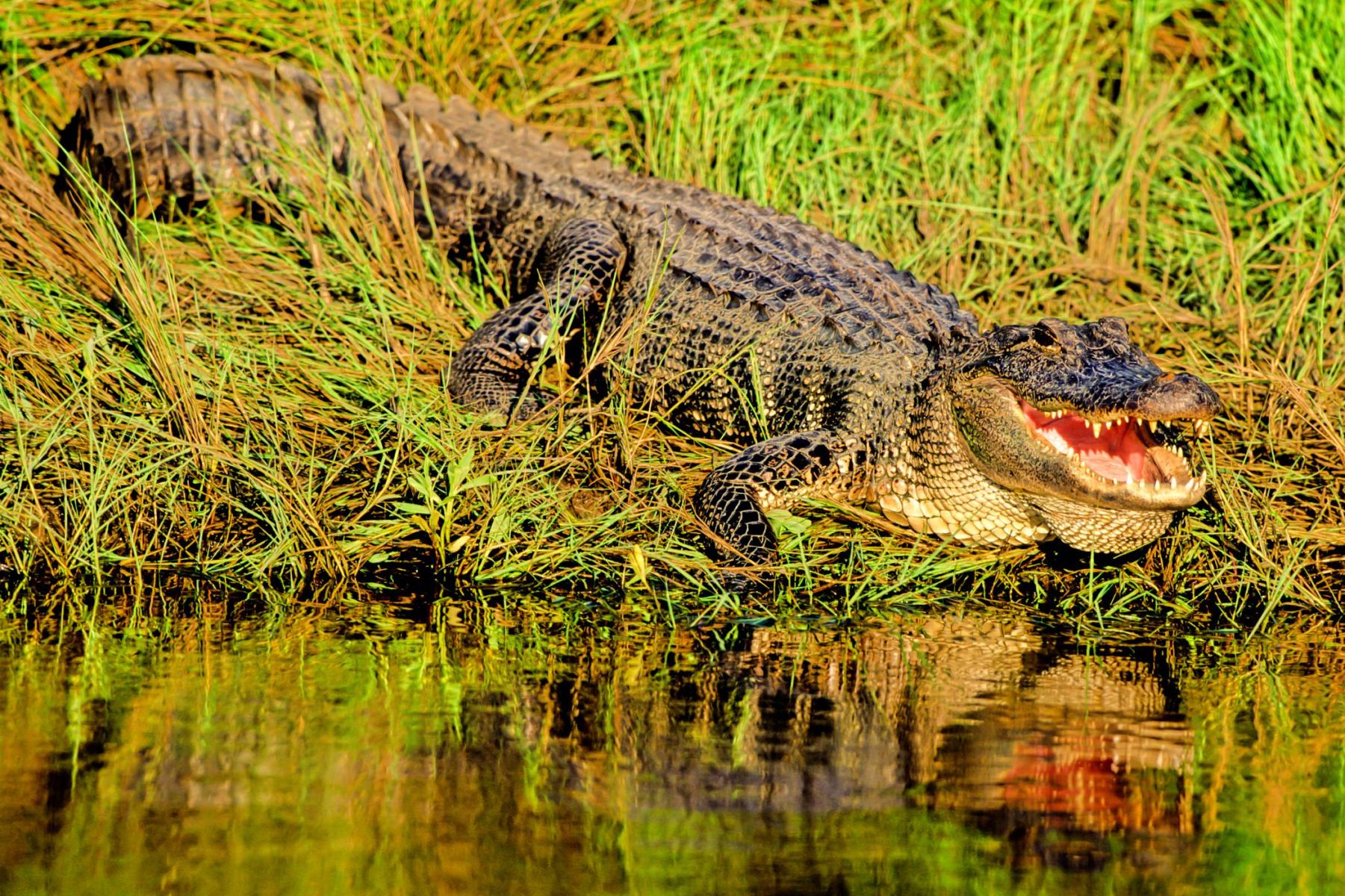Aligátor americký: Predátor, který již dvakrát unikl svému vyhubení ...