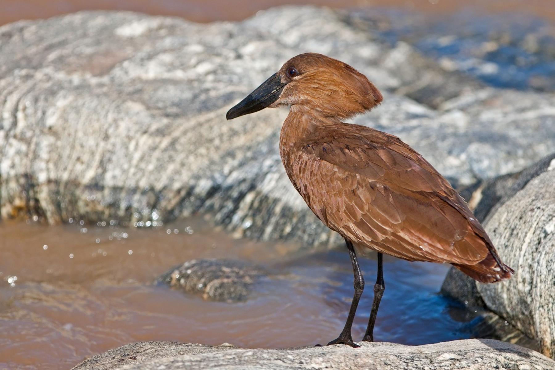 Africký kladivouš takatra: Náruživý stavitel obřích hnízd, která unesou ...