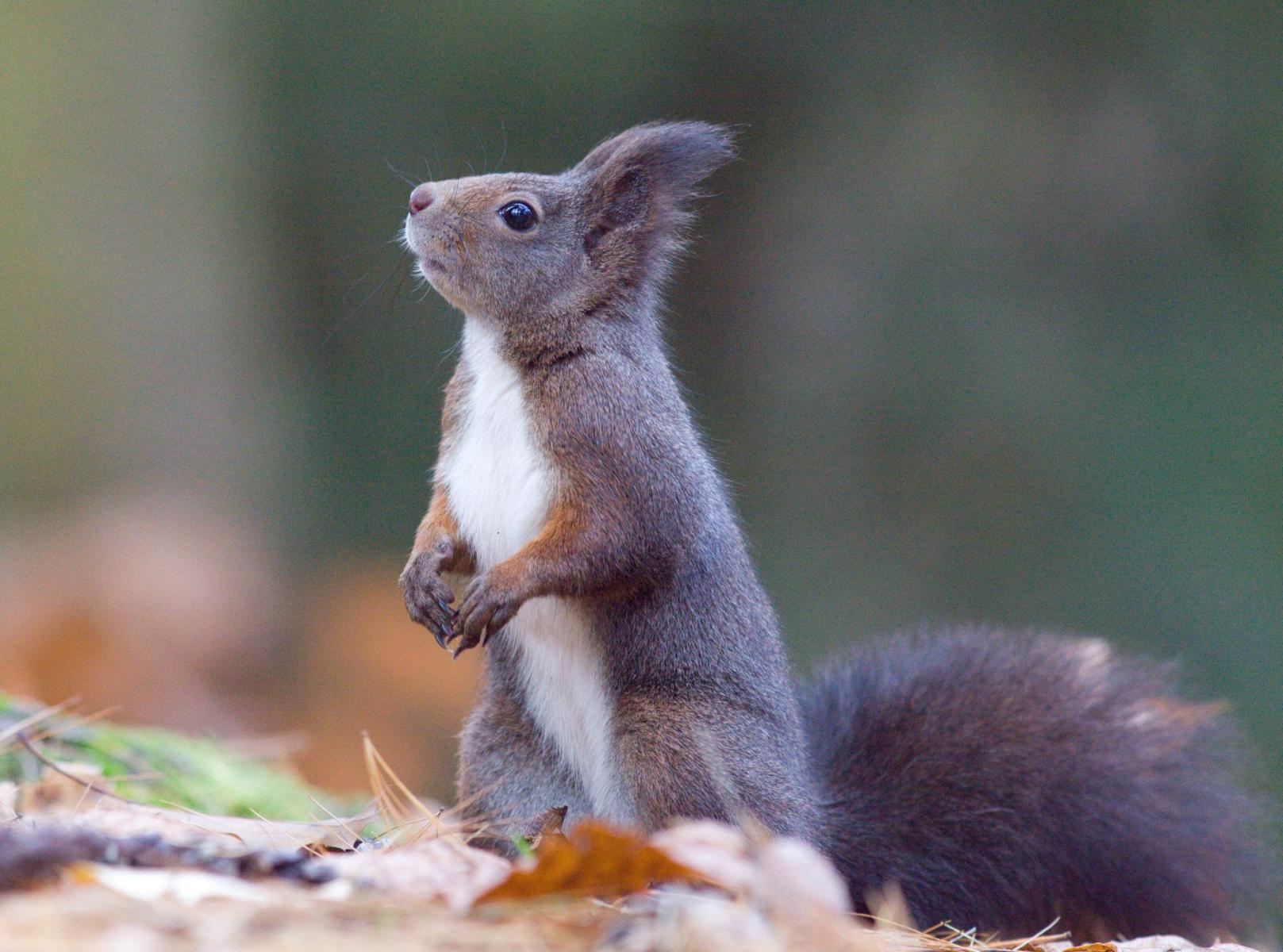 Opičky českých parků: Záchranná stanice pro veverky | 100+1 zahraniční ...