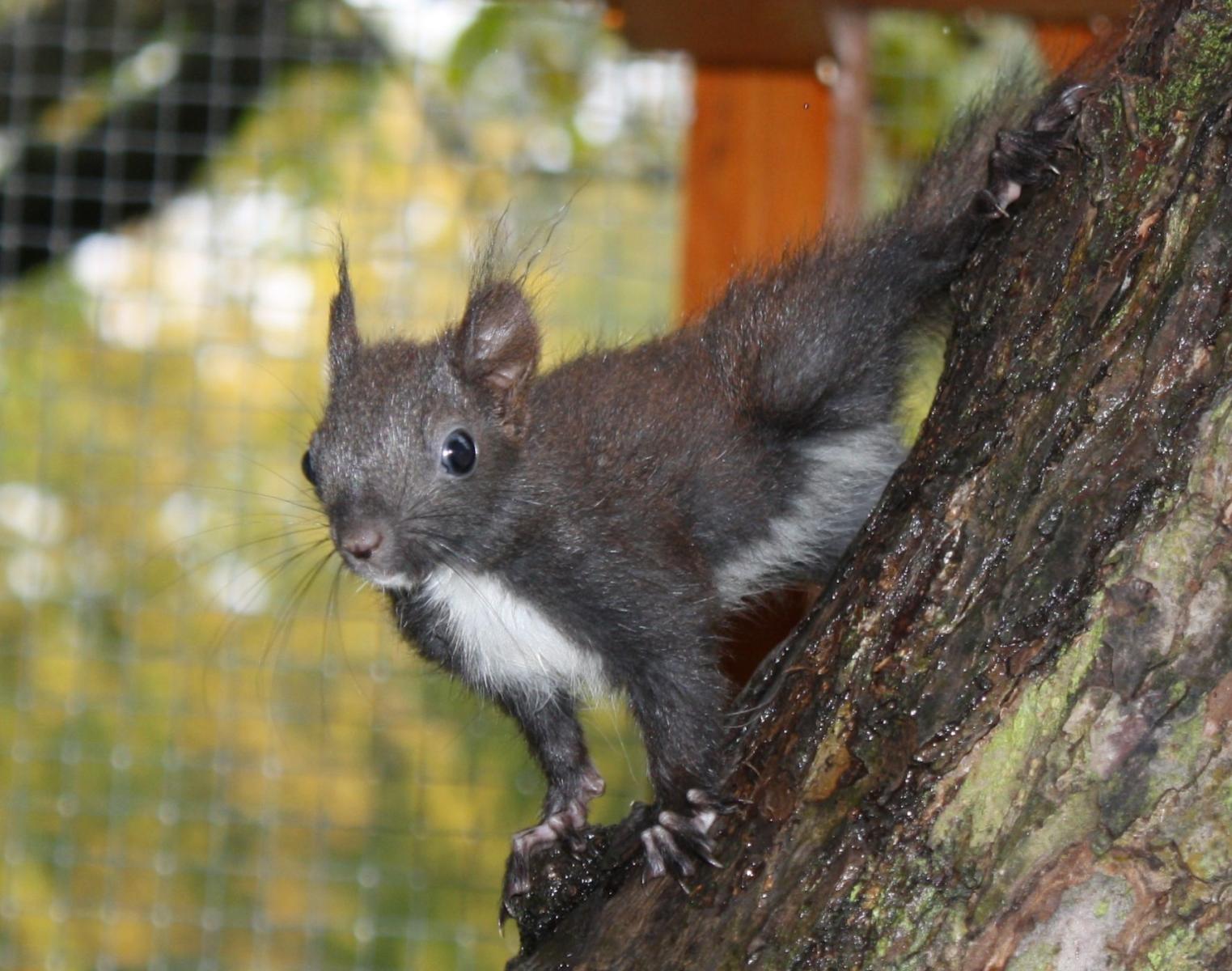 Opičky českých parků: Záchranná stanice pro veverky | 100+1 zahraniční ...