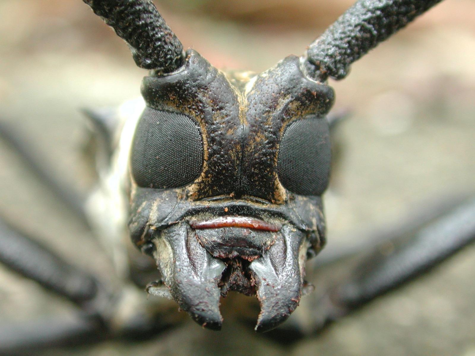 Entomolog Vojtěch Novotný: Snažíme se porozumět tropické přírodě | 100 ...