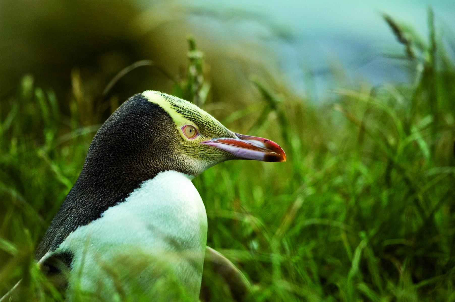 Jižní ostrov Nového Zélandu: Cesta endemickým rájem | 100+1 zahraniční ...