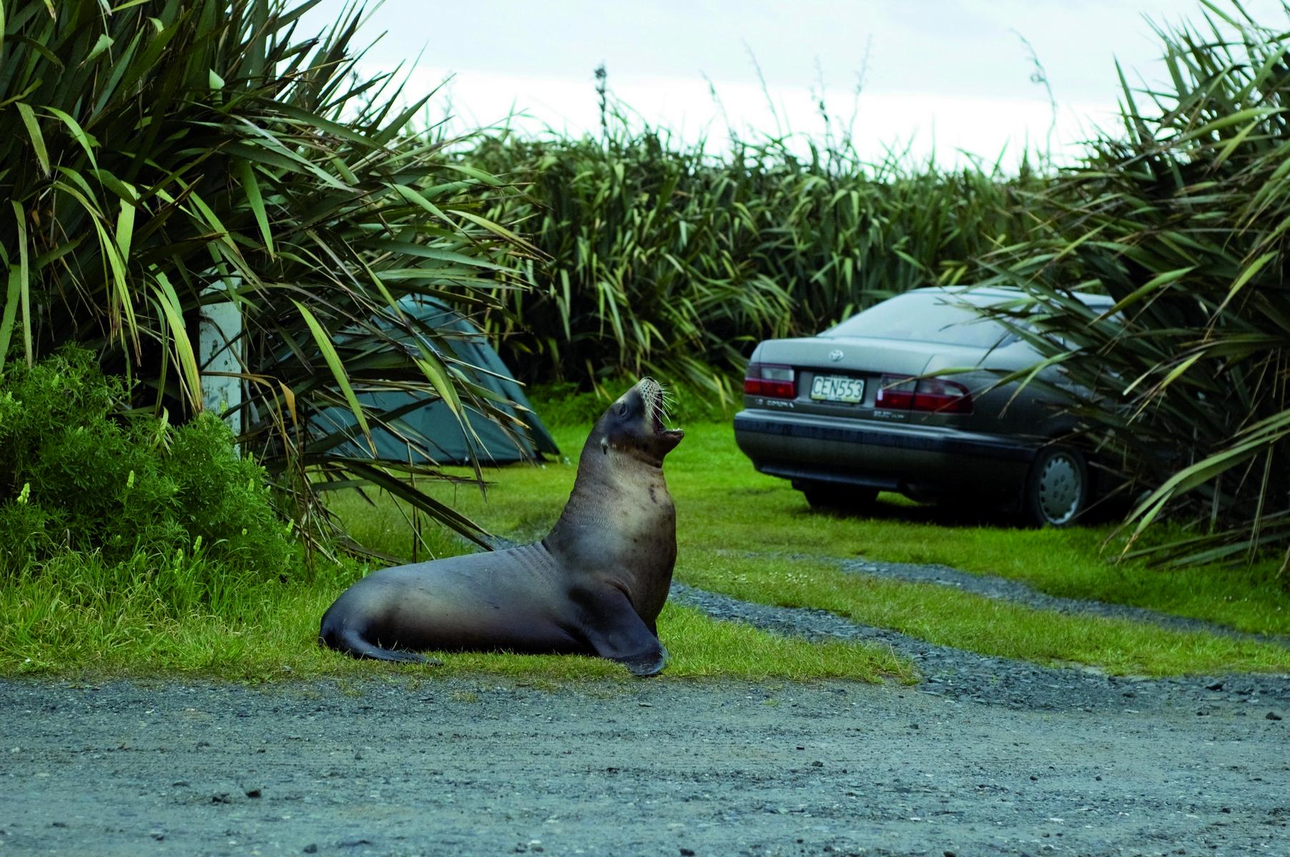 Jižní ostrov Nového Zélandu: Cesta endemickým rájem | 100+1 zahraniční ...