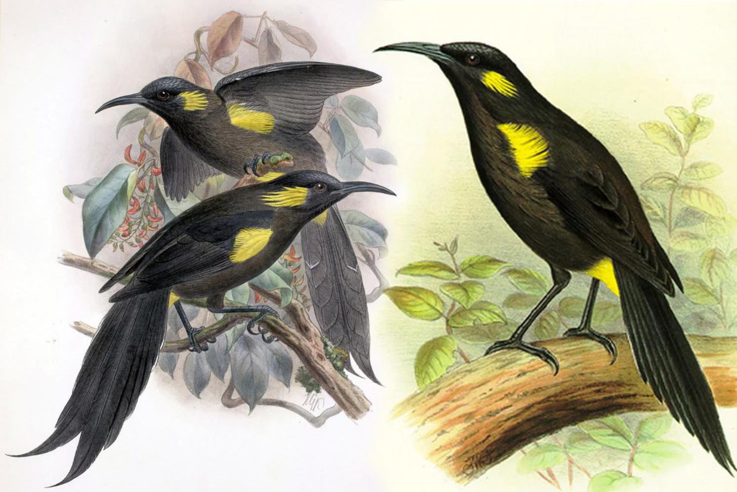 Tvor (ne)dávné minulosti: Moho molokajský, elegantní pěvec z Havaje ...