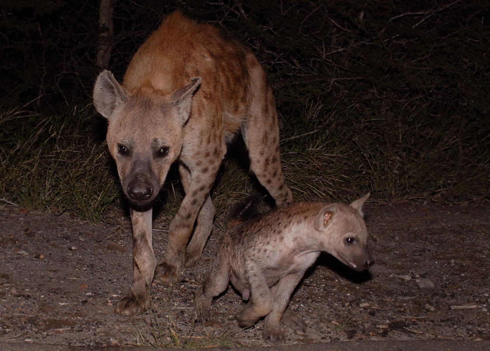 Idyla krvelačných šelem: Zatracovaná hyena skvrnitá zblízka | 100+1 ...