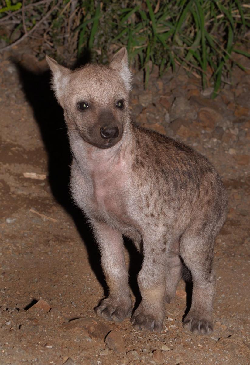Idyla krvelačných šelem: Zatracovaná hyena skvrnitá zblízka | 100+1 ...