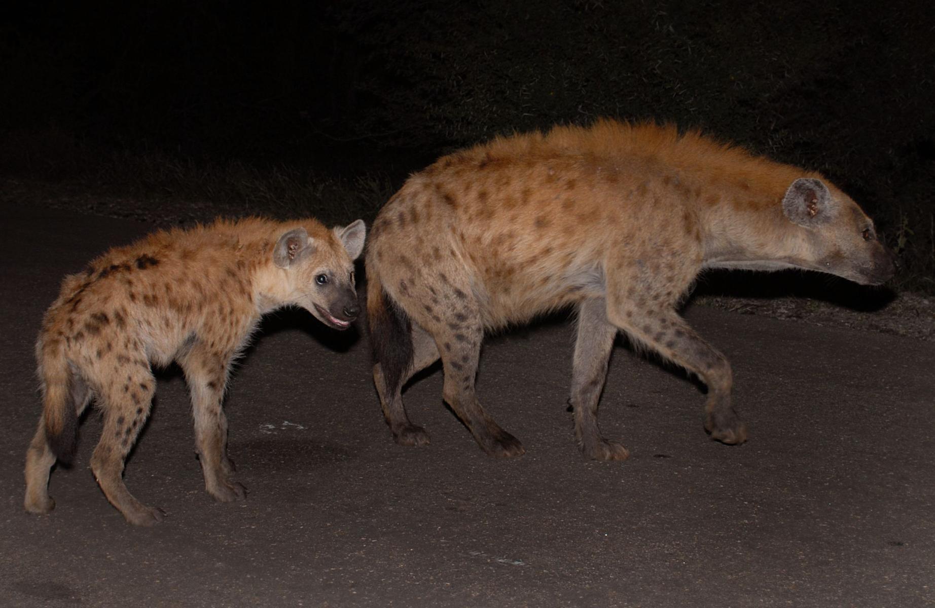 Idyla krvelačných šelem: Zatracovaná hyena skvrnitá zblízka | 100+1 ...