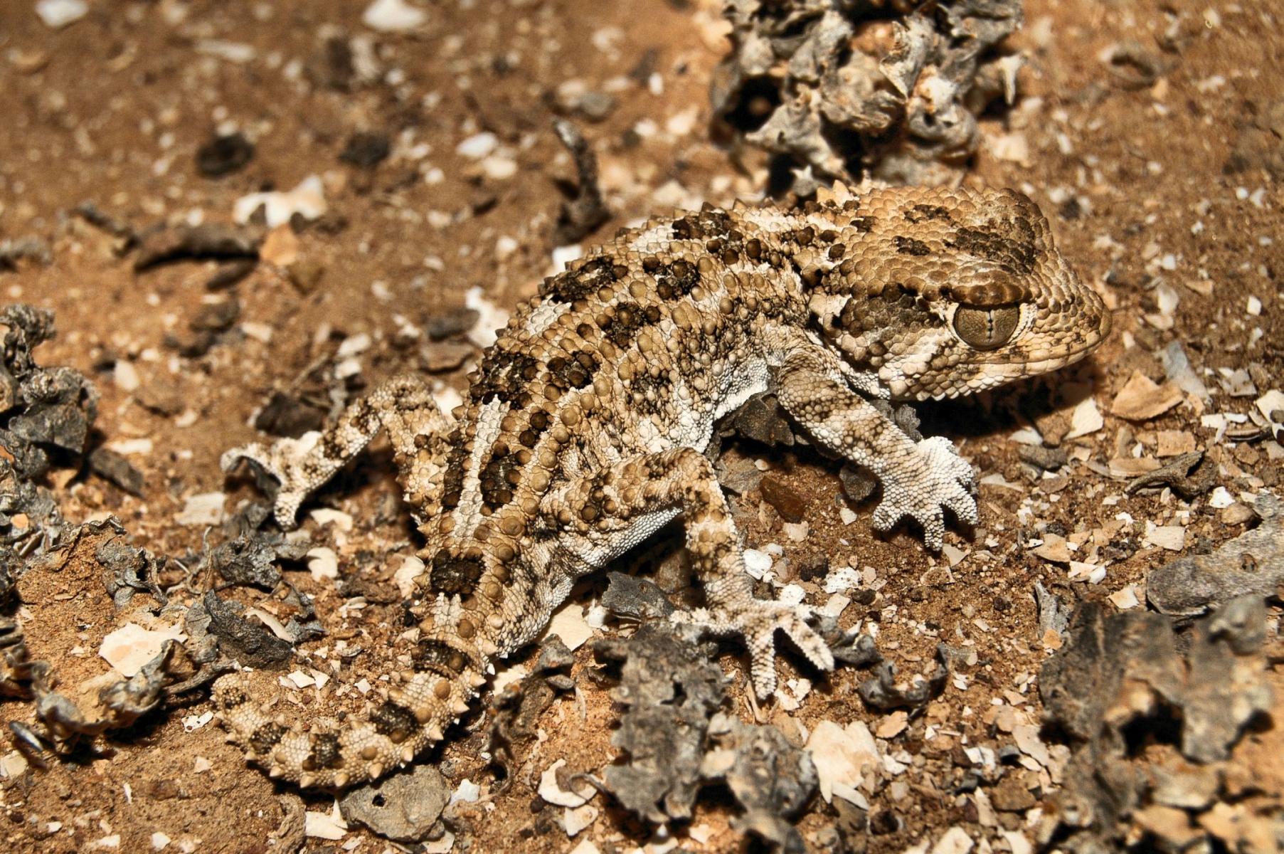 Drobní gekoni „přilboví“: Na lovu saharských trpaslíků | 100+1 ...