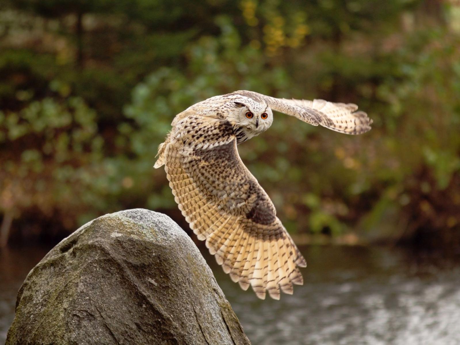 Opatrný výr velký: Bázlivá orlí sova | 100+1 zahraniční zajímavost