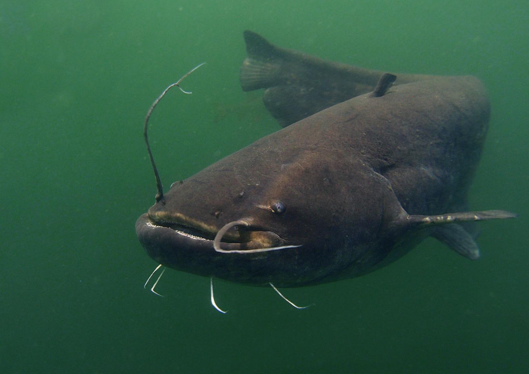 Dotek sametového hřbetu: Impozantní sumec velký | 100+1 zahraniční ...