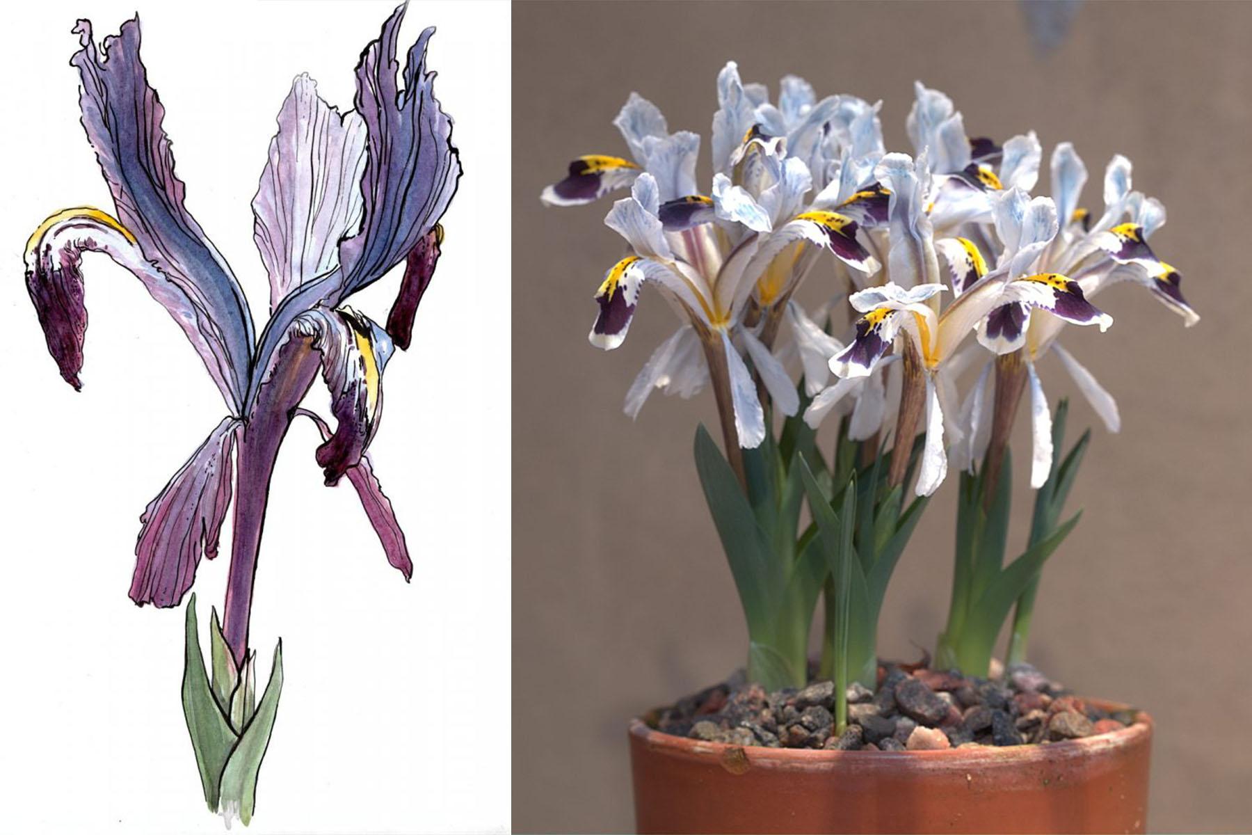 Kosatečky, kosatčíky a juna: Krása cibulovitých kosatců | 100+1 ...