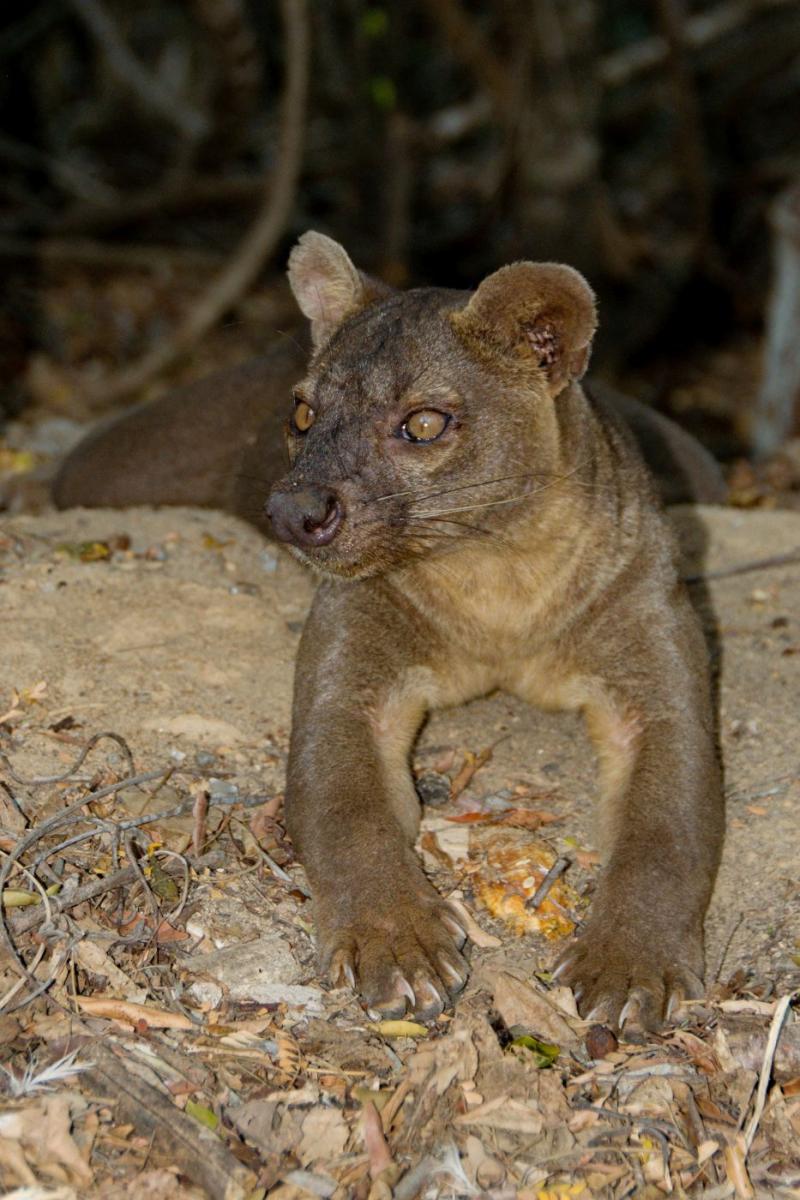 Fosa, predátor z Madagaskaru: Tajemný postrach lemurů | 100+1 ...