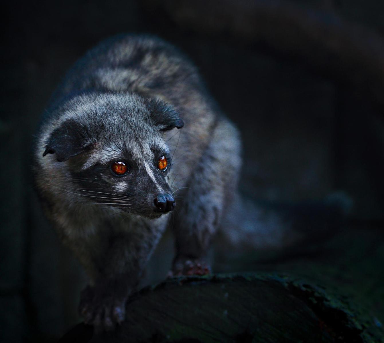 Tajemná asijská cibetka: „Kávomat“ v šedivém kožichu | 100+1 zahraniční ...