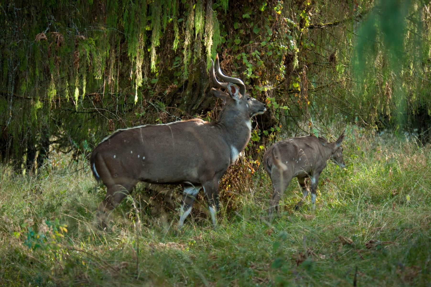 Antilopa pod císařskou ochranou: Důstojná nyala horská | 100+1 ...