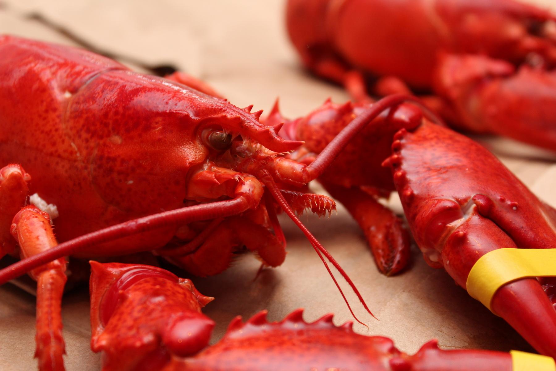 Humr a ústřice: Dříve podřadné jídlo, dnes gurmánská lahůdka | 100+1 ...