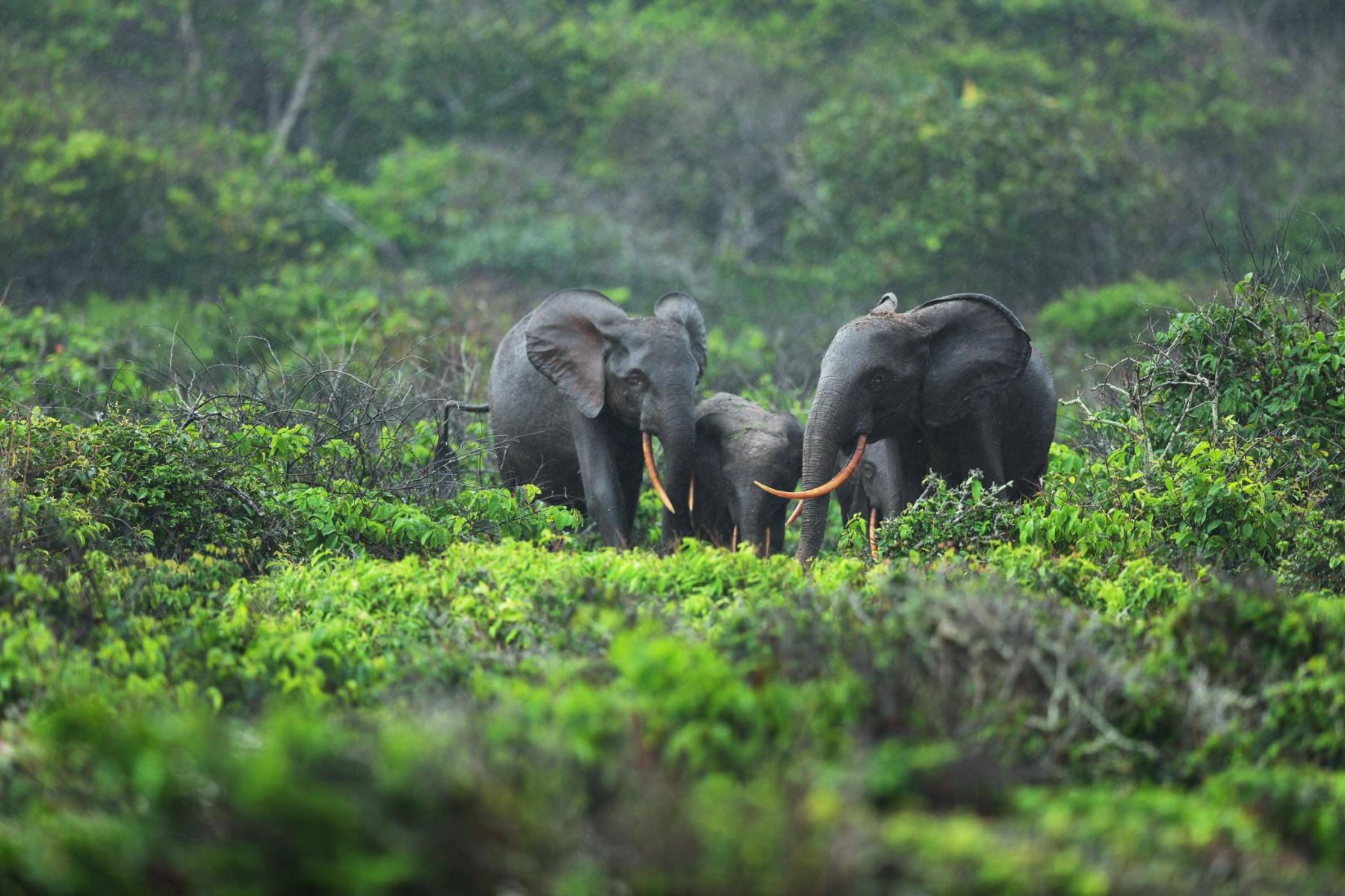 Málo známý sloní příbuzný: Na pláži s pralesními slony | 100+1 ...