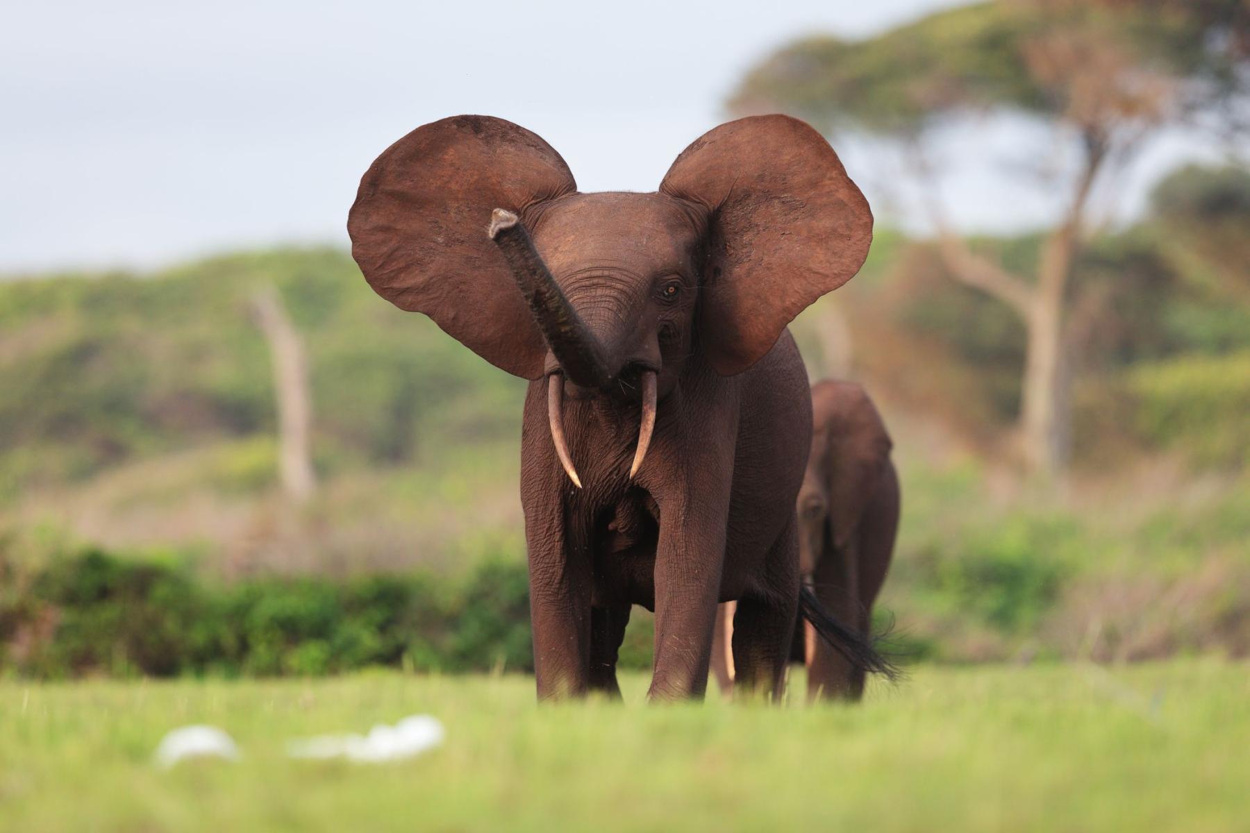 Málo známý sloní příbuzný: Na pláži s pralesními slony | 100+1 ...