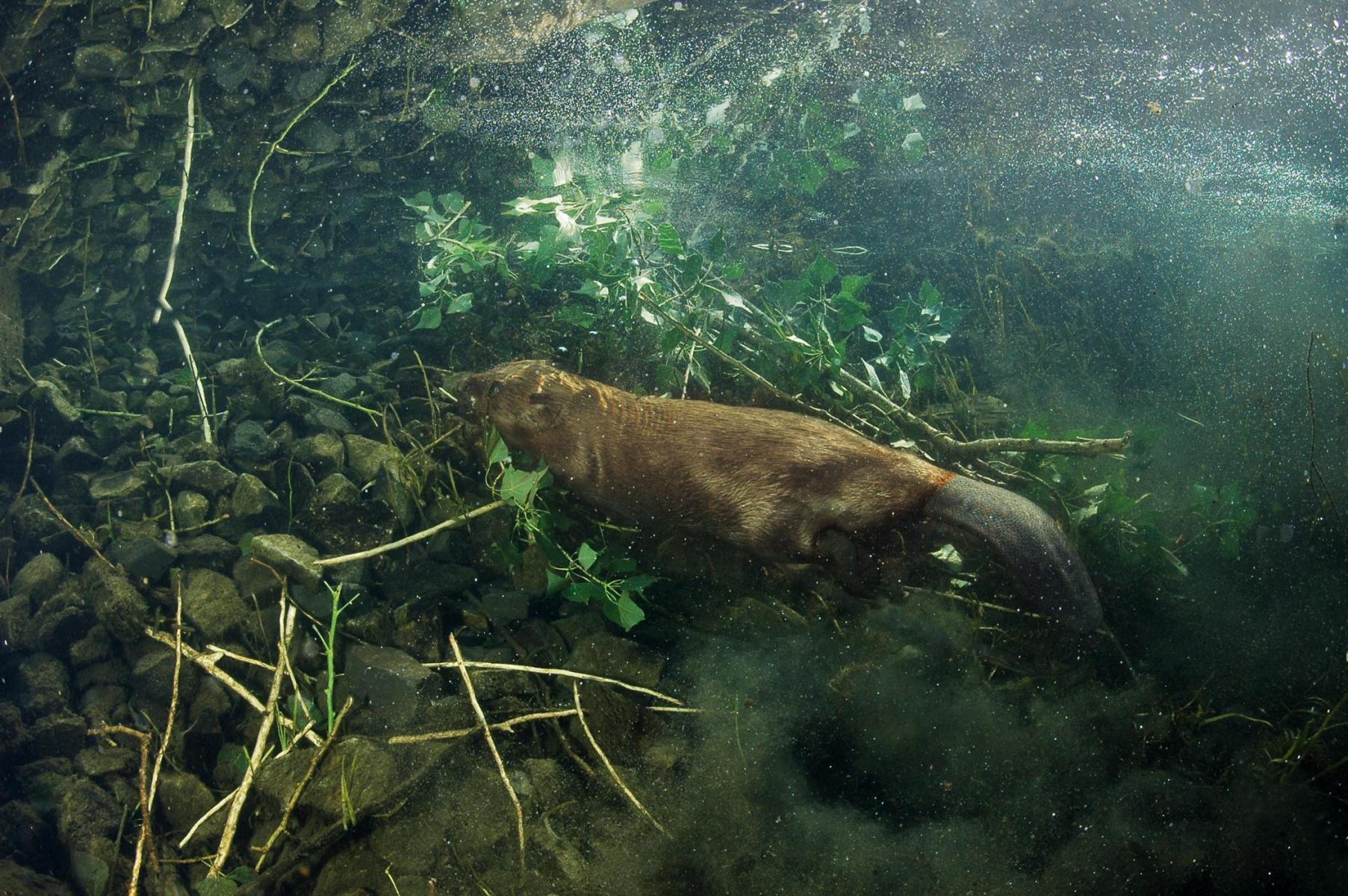 Bobři v naší přírodě: Ztráty a návraty bobra evropského | 100+1 ...