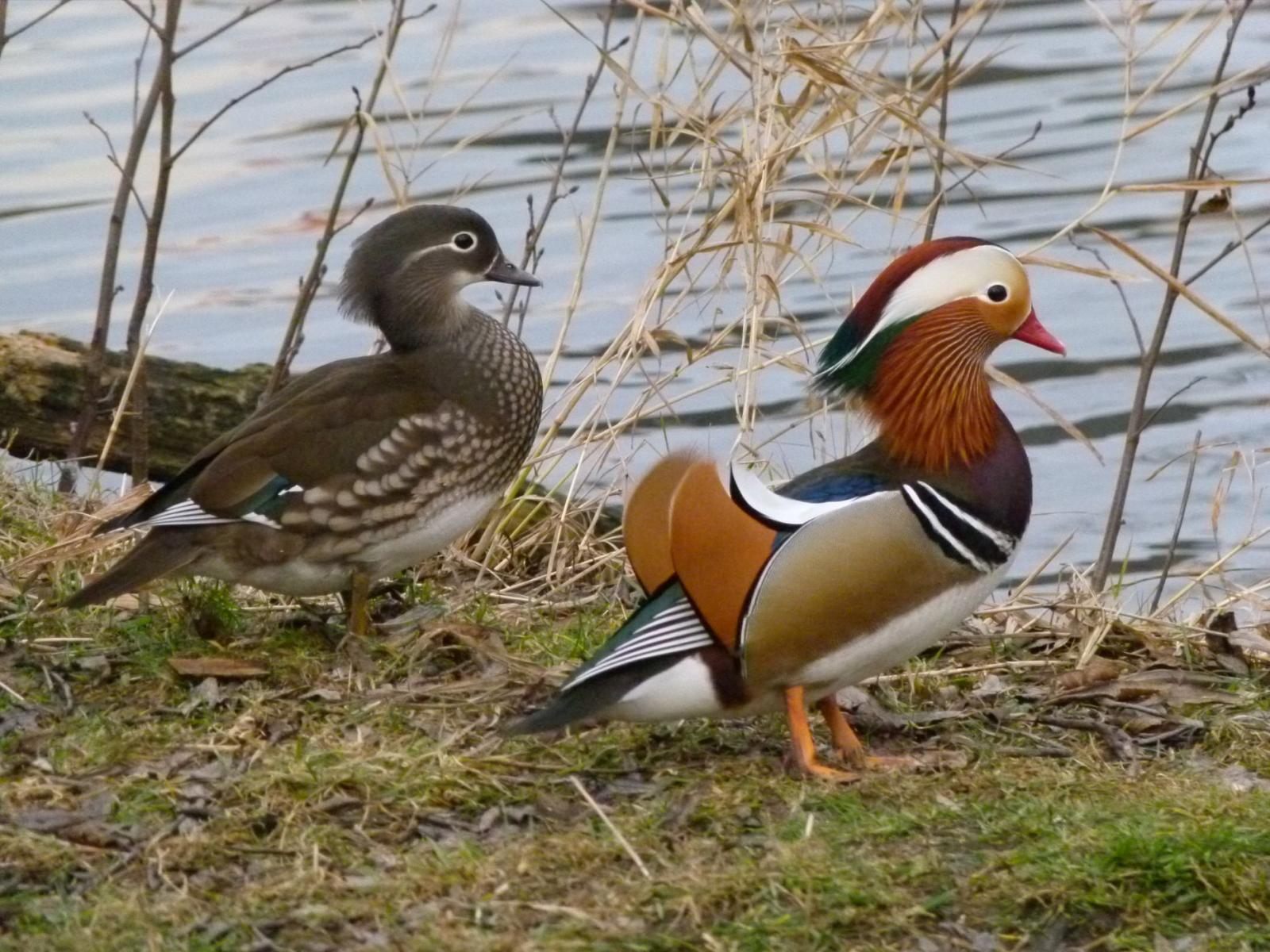 Pestré kachničky mandarinské: Kačenky jako z marcipánu | 100+1 ...