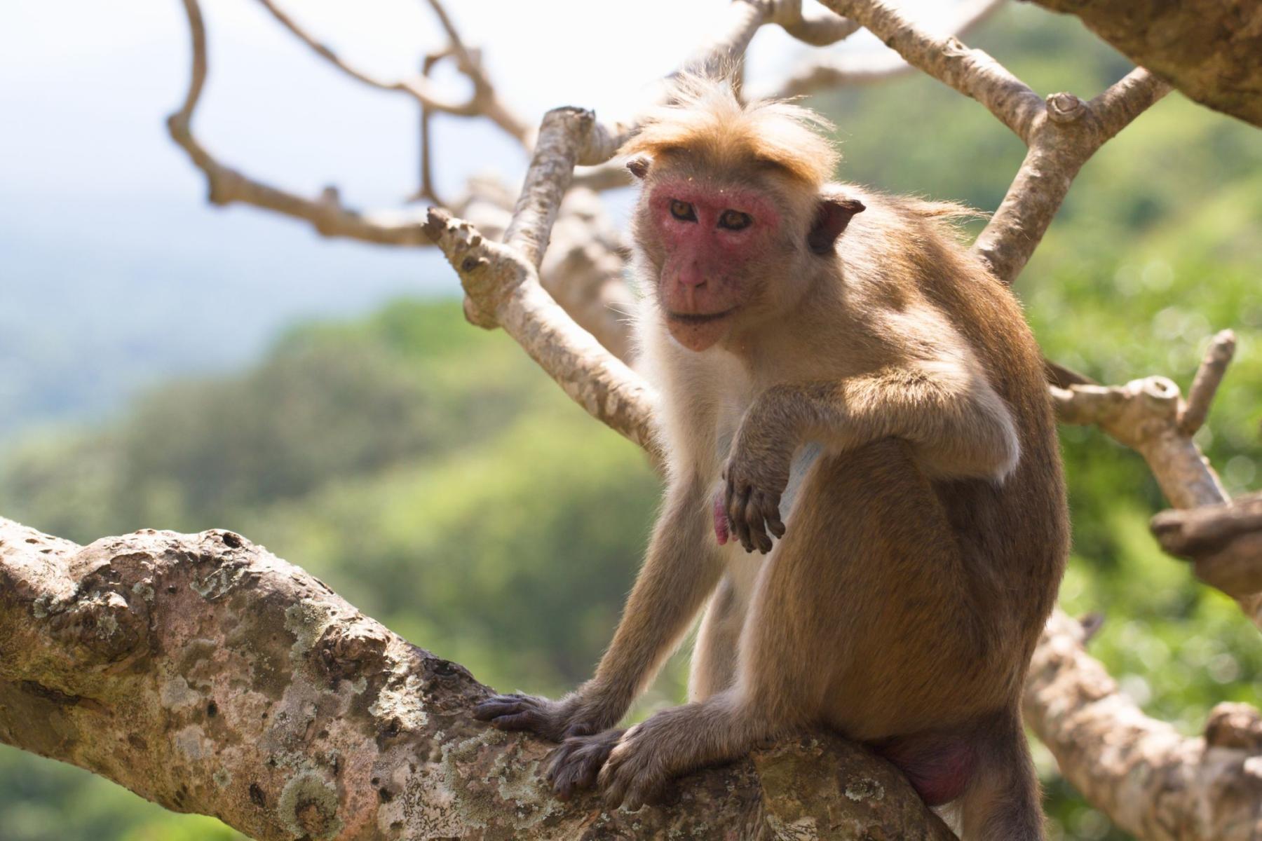 Ohrožený makak bandar: Všetečný pankáč ze Srí Lanky | 100+1 zahraniční ...