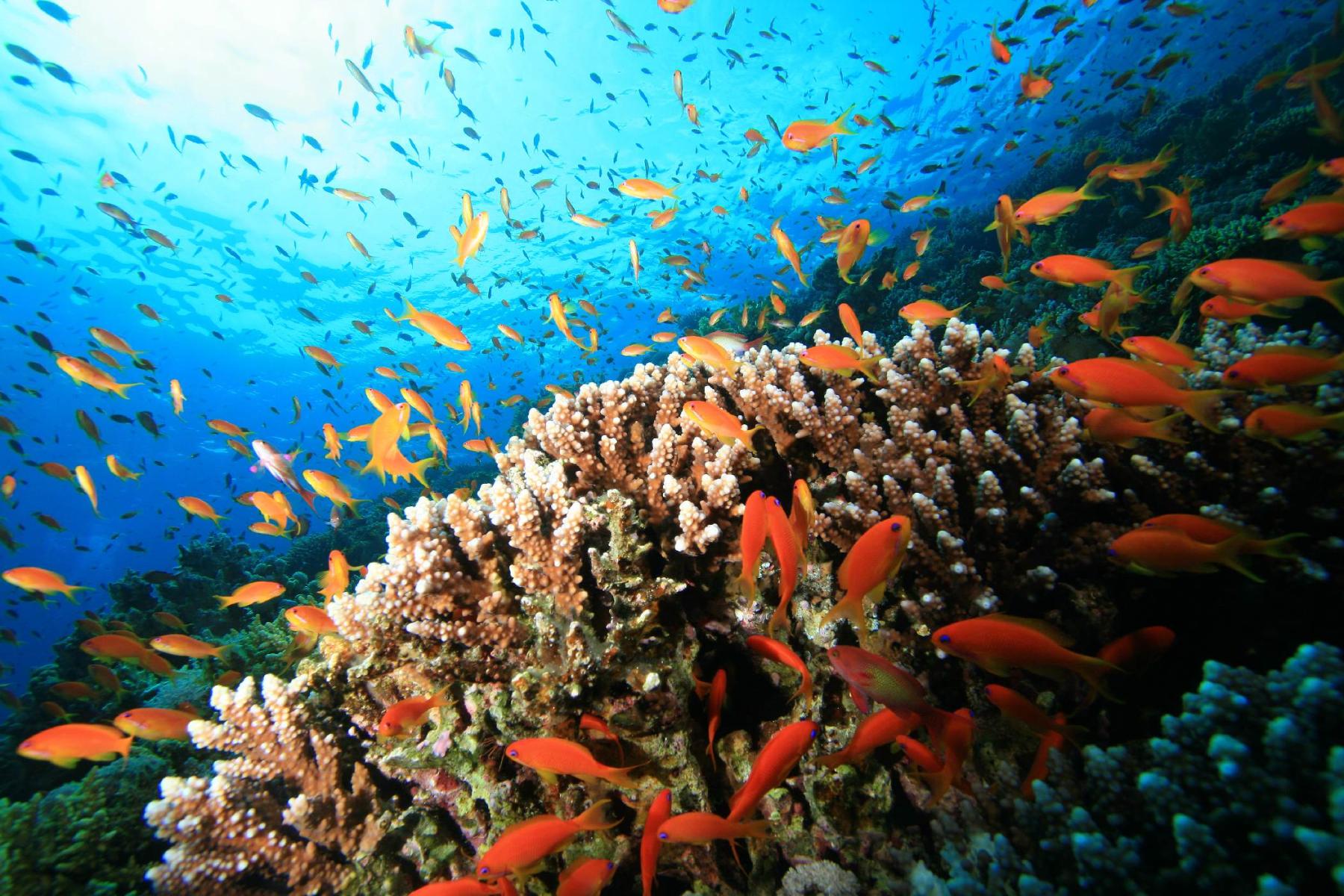 Jak rostou korály: Život v podmořské zahradě | 100+1 zahraniční zajímavost