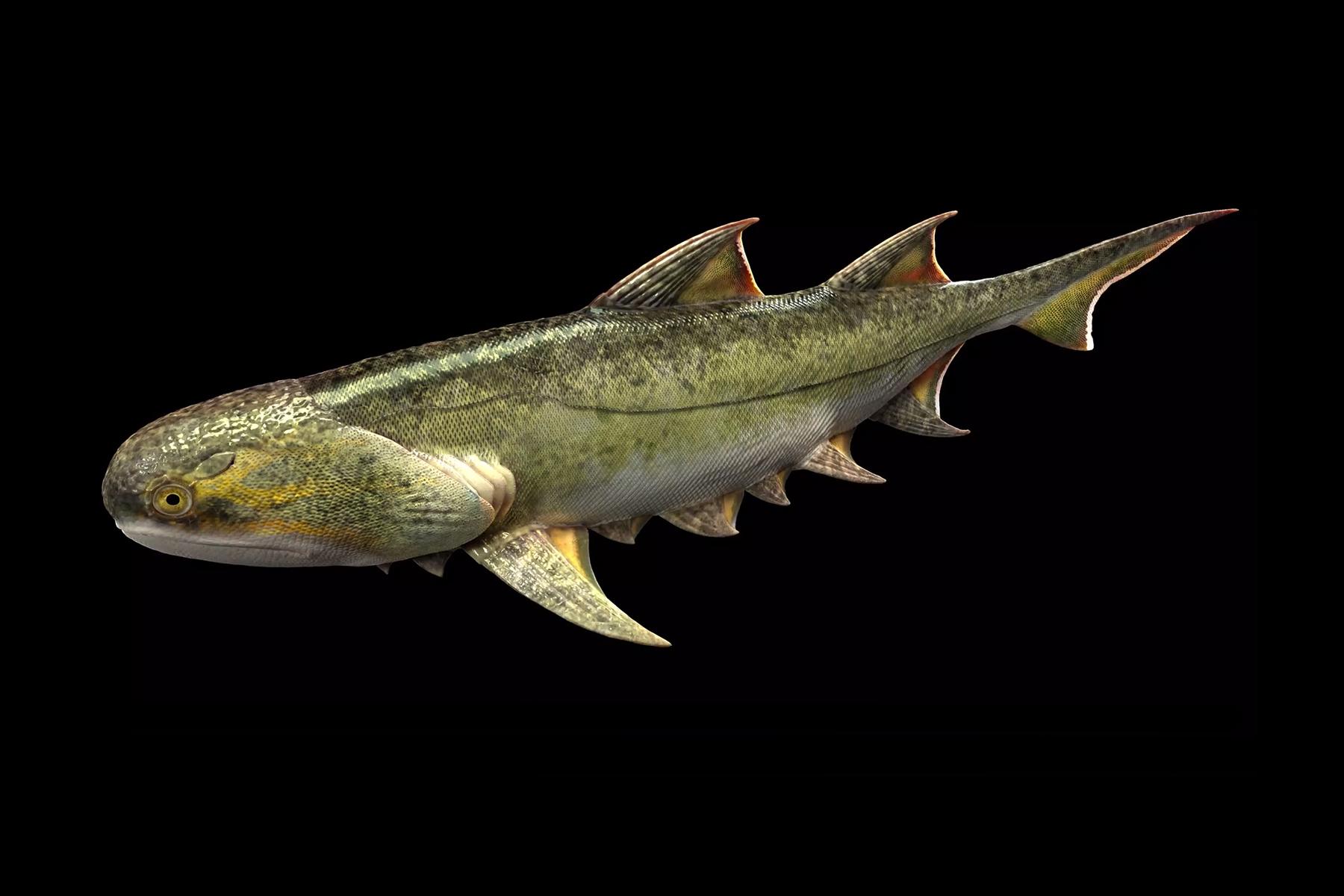 Trnoploutvá Fanjingshania je naším nejstarším příbuzným s čelistmi ...