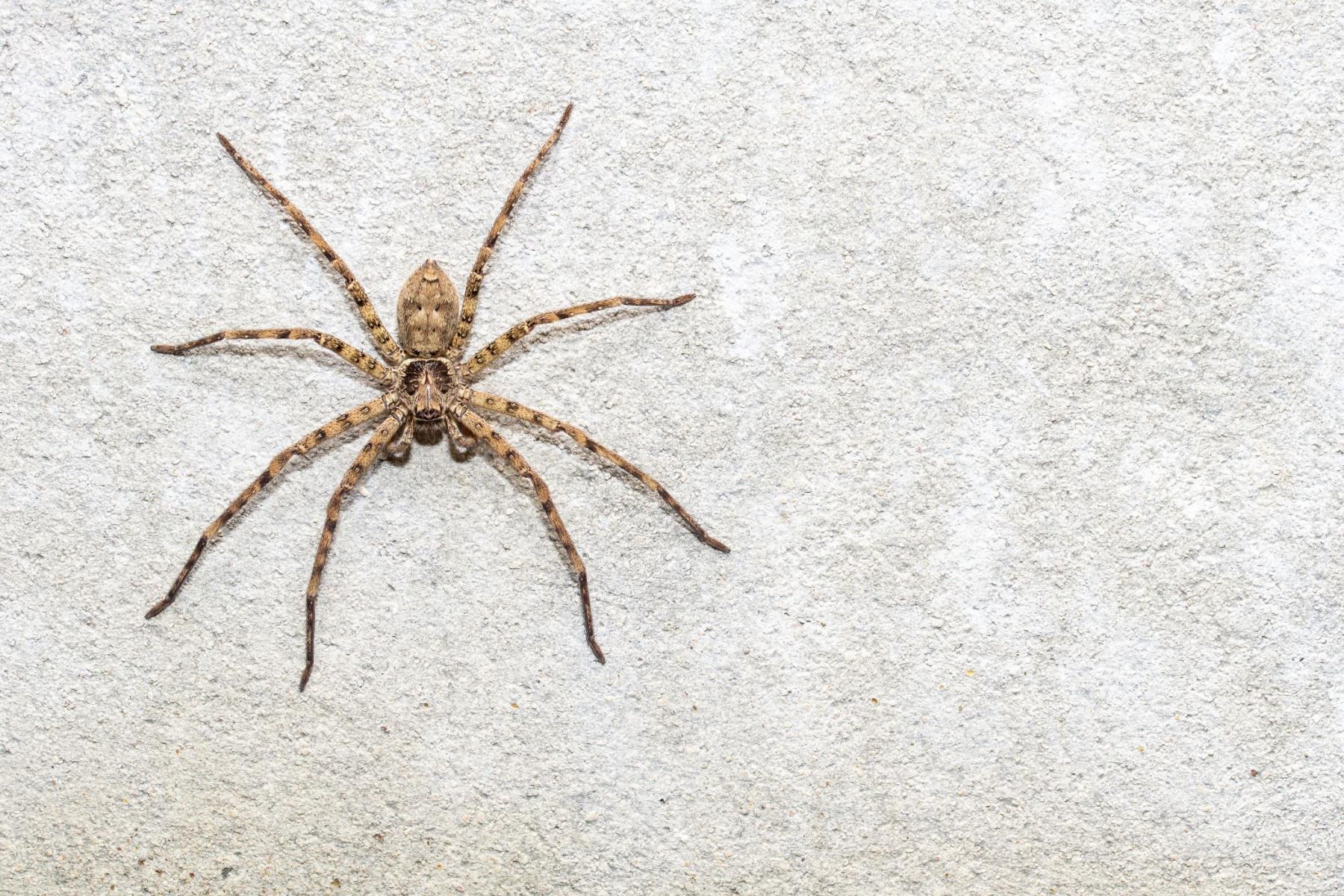 Rekordy pavoučí říše: Kdo jsou obři a trpaslíci mezi pavouky? A kolika ...