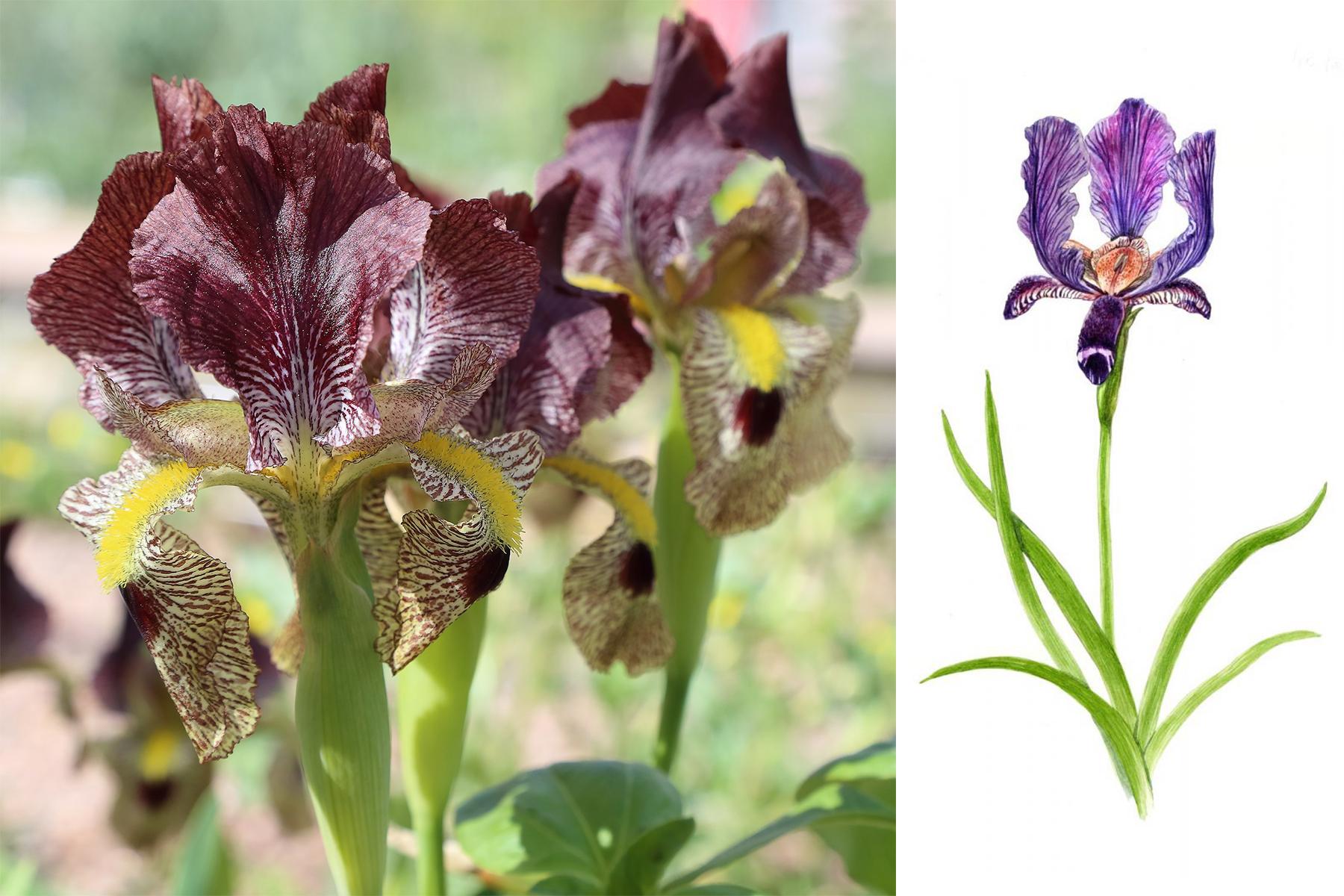 Krasavci pro náročné pěstitele: Arilové kosatce všech barev | 100+1 zahraniční zajímavost