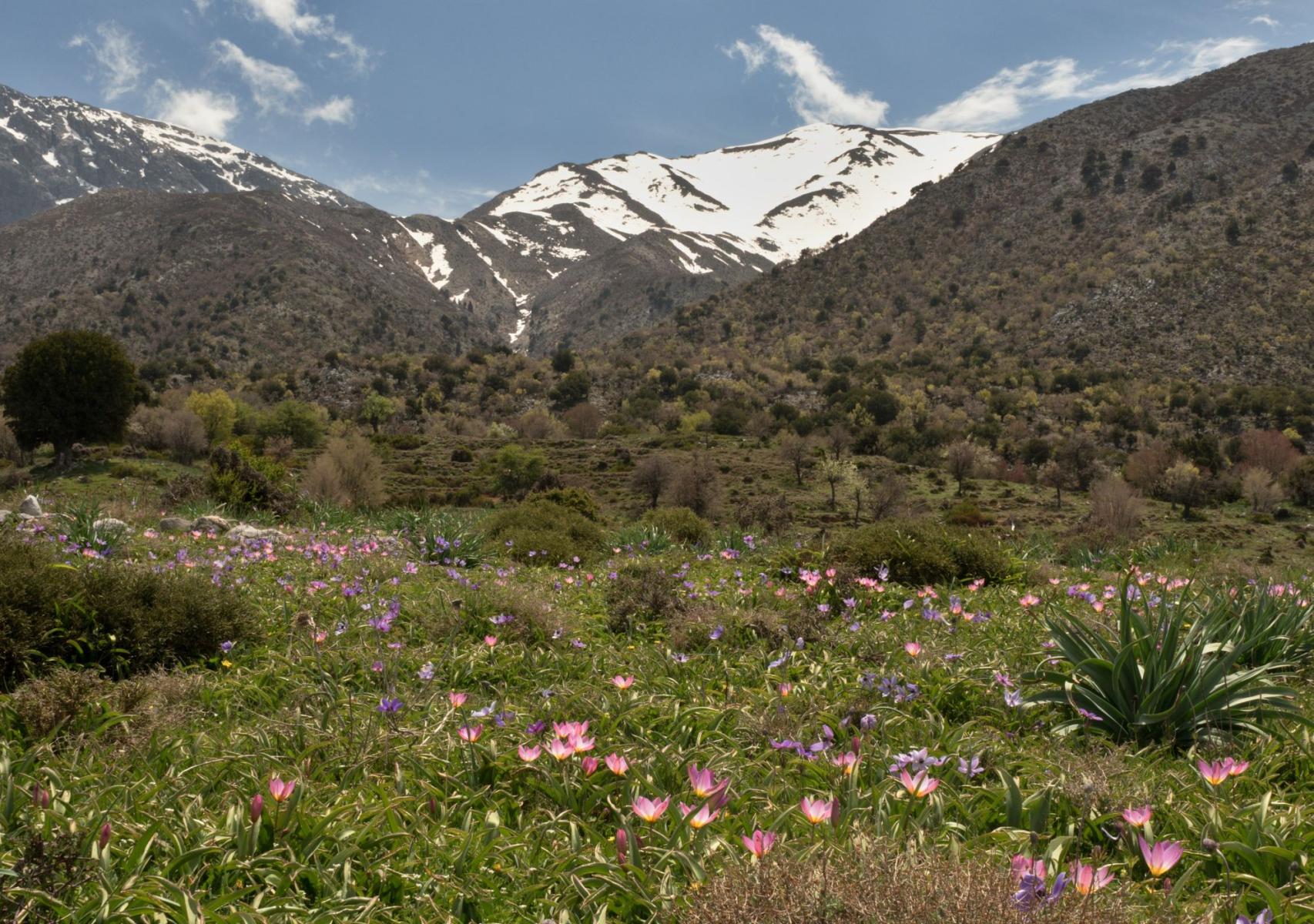 Za krétskými endemity: Botanická lákadla středomořského ostrova | 100+1 ...