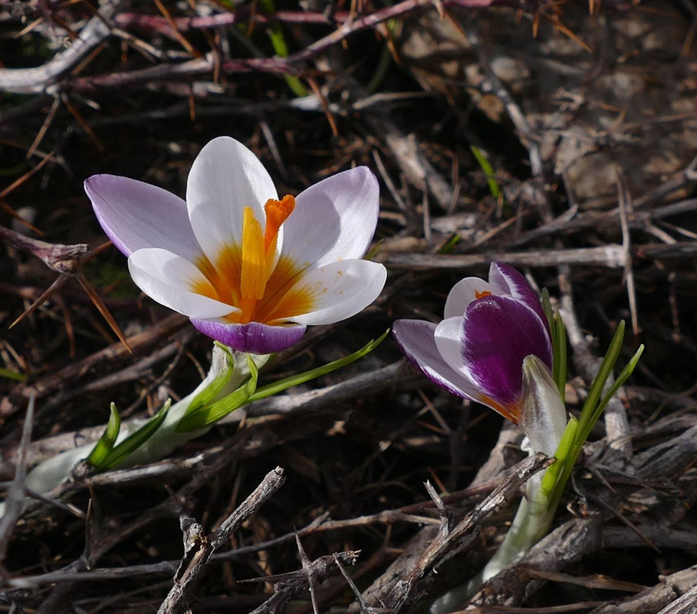 Za krétskými endemity: Botanická lákadla středomořského ostrova | 100+1 ...