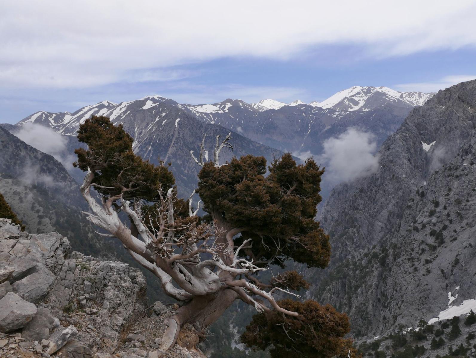 Za krétskými endemity: Botanická lákadla středomořského ostrova | 100+1 ...