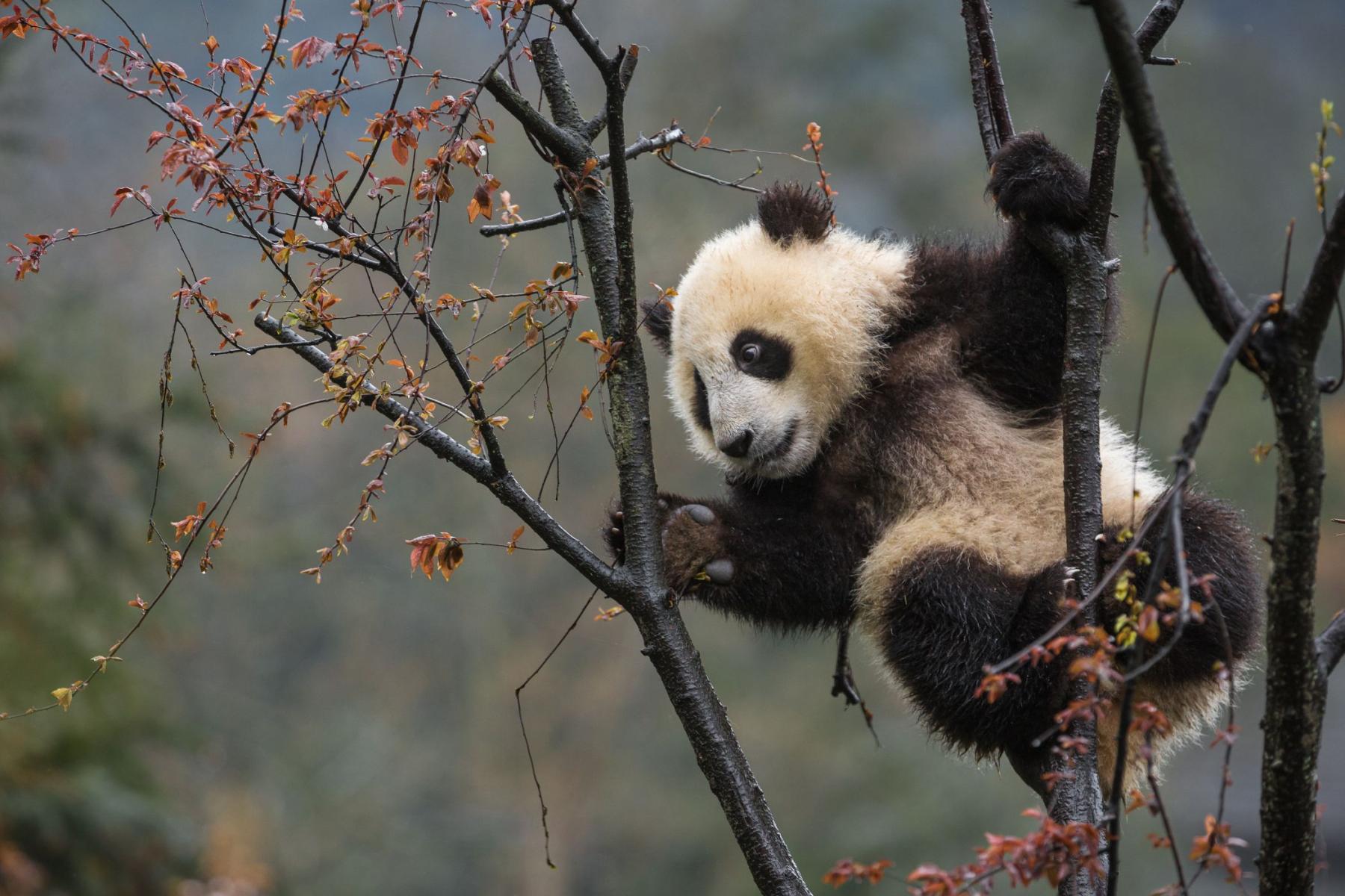 Symbol ohrožené přírody: Panda velká, věčně hladová šelma | 100+1 ...