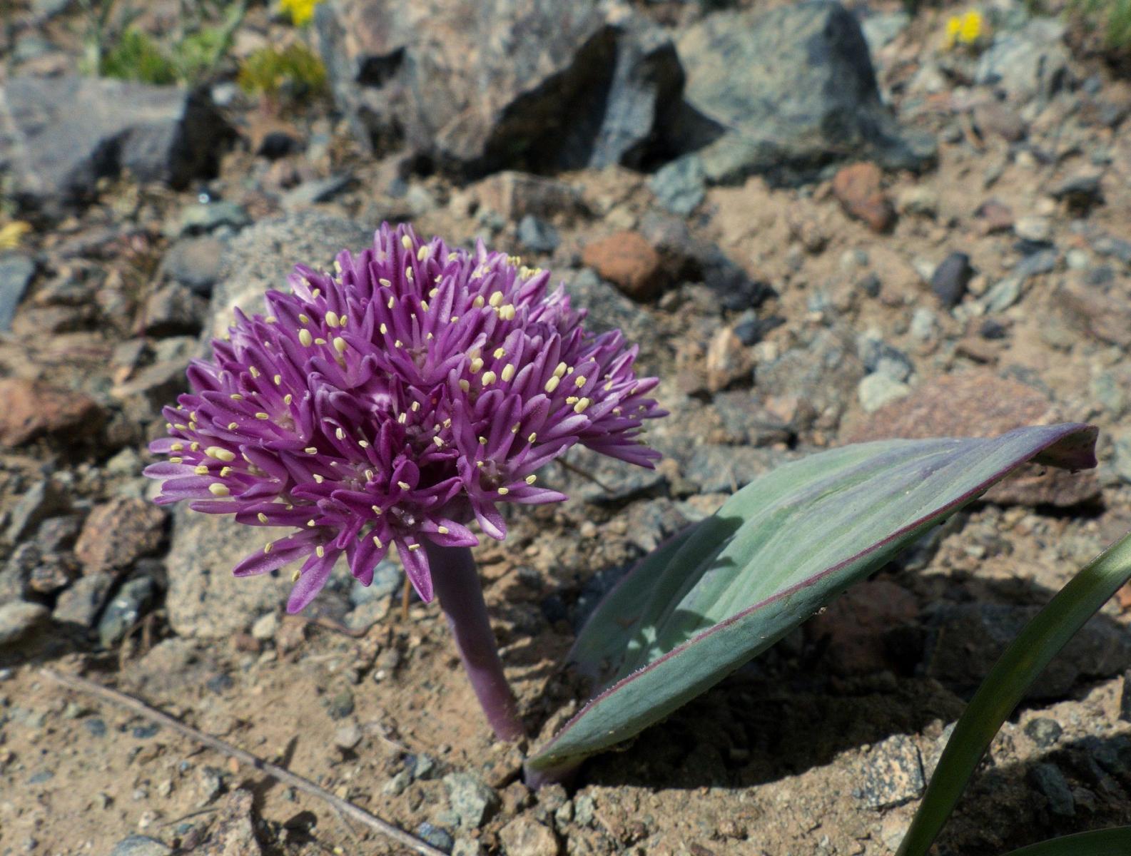 Botanický ráj pohoří Palandöken: Cesty za tureckými endemity | 100+1 ...