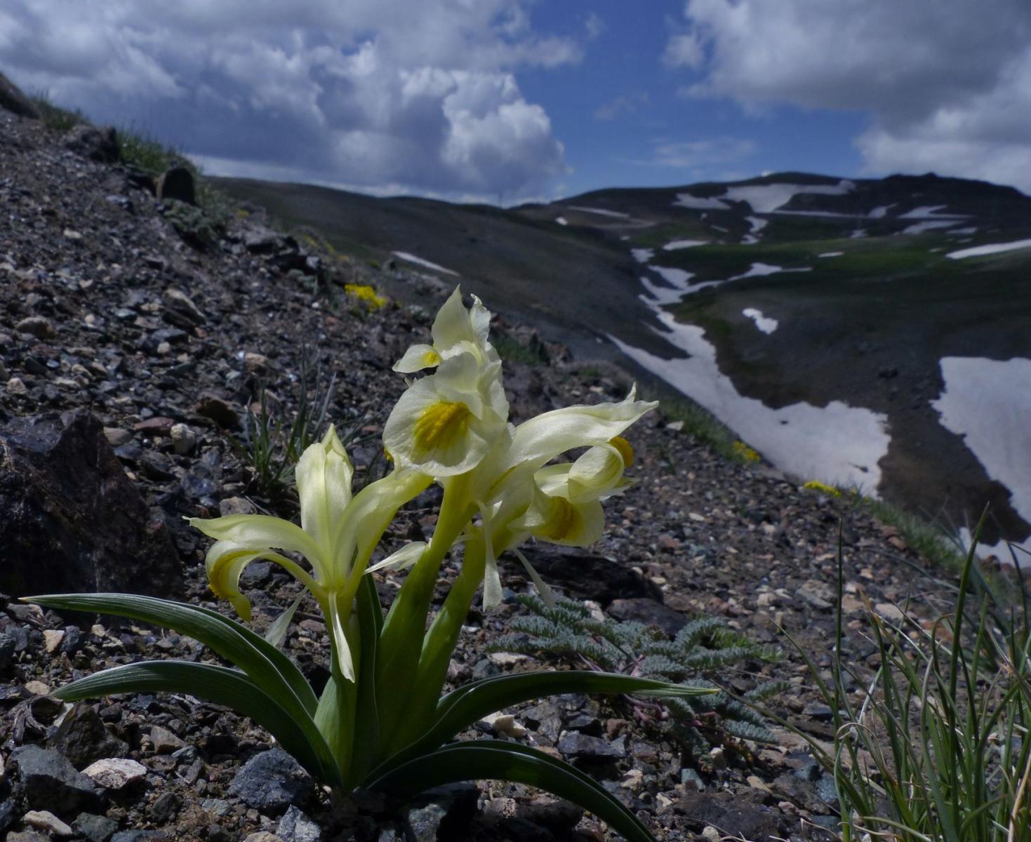 Botanický ráj pohoří Palandöken: Cesty za tureckými endemity | 100+1 ...